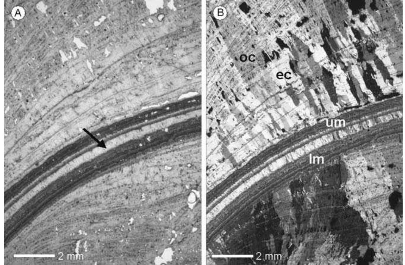 Micrite. a: two layers of micrite in a stalagmite from the