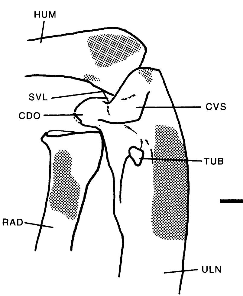 Diagram of distal end of humerus and proximal end of