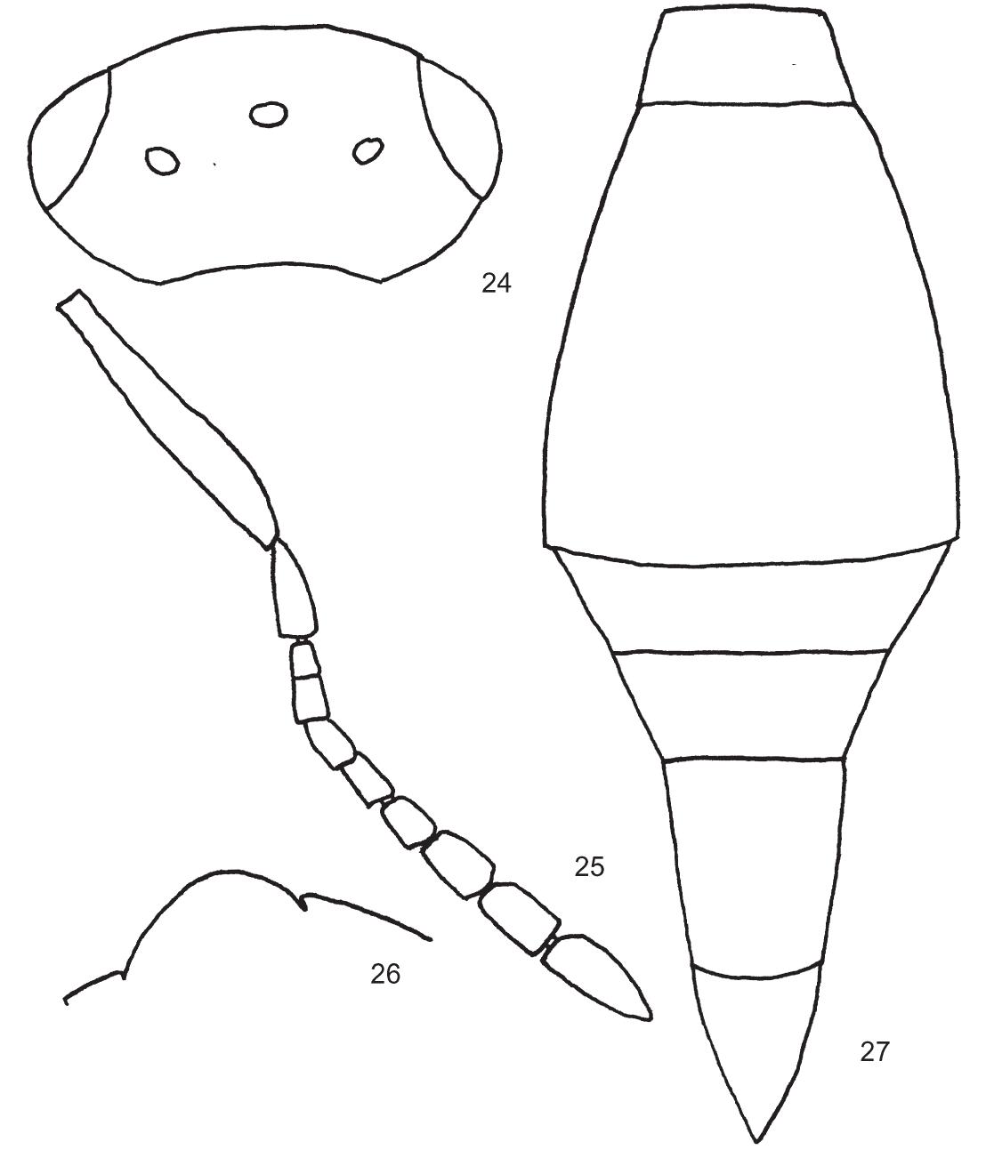 S 24-27. platygaster laticeps th. female: 24 = head in