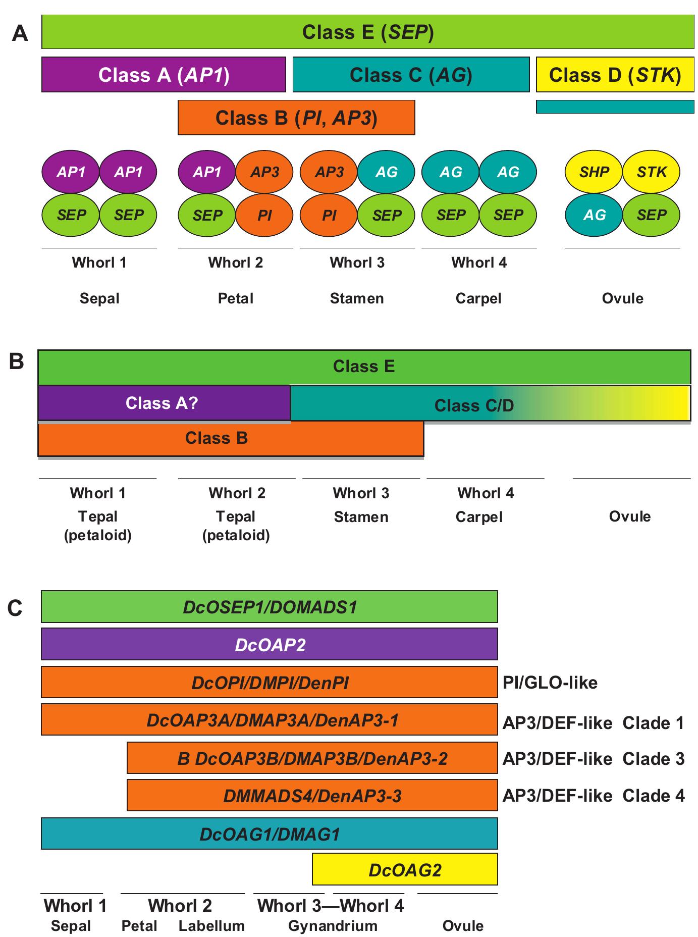 Simplified abcde models for flower development in