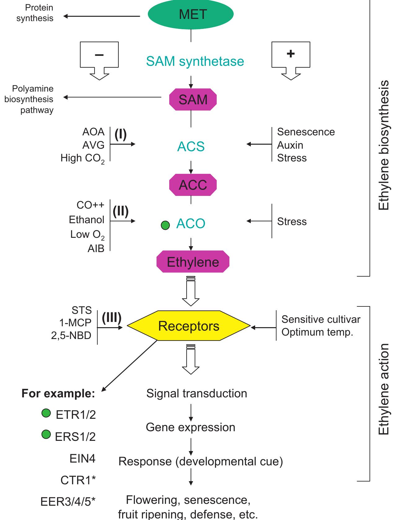 Ethylene biosynthetic pathway and factors affecting