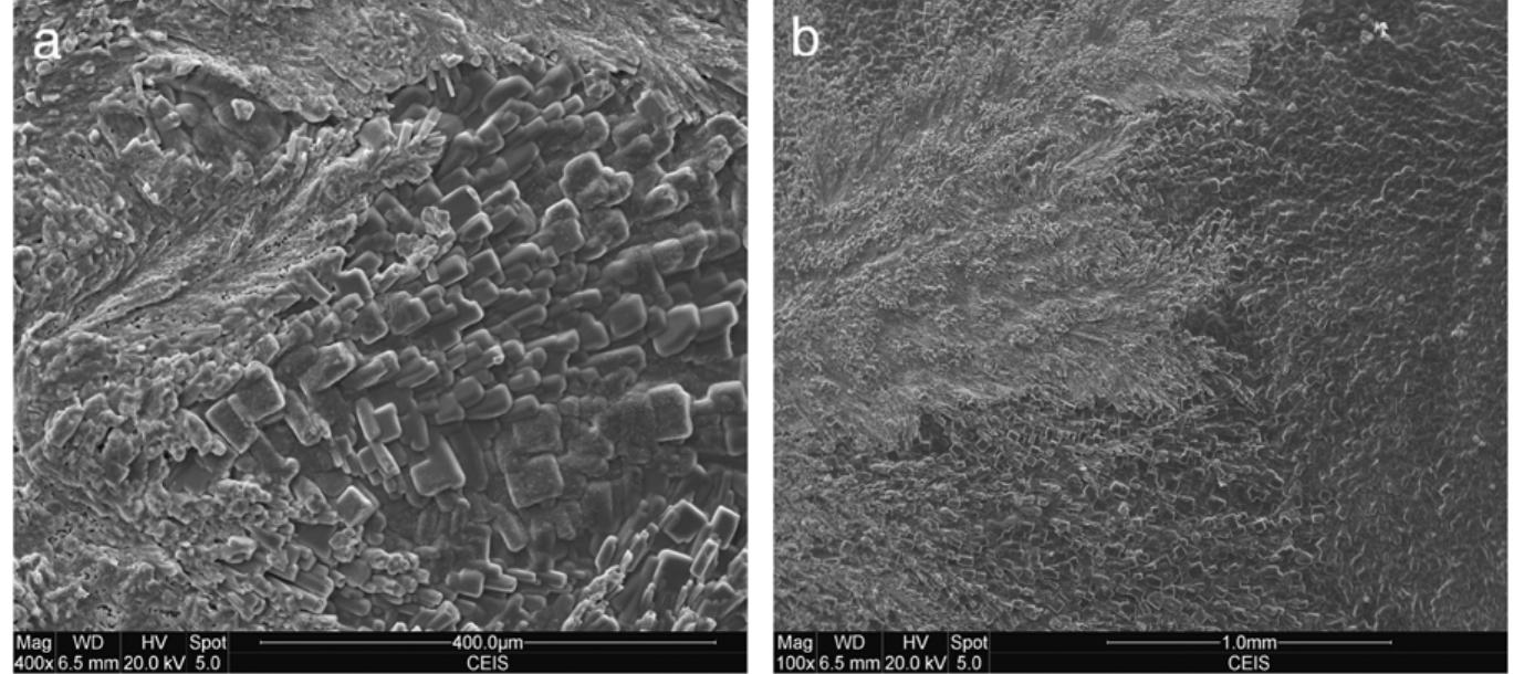 Electron microscope images of bacillus megaterium growing on
