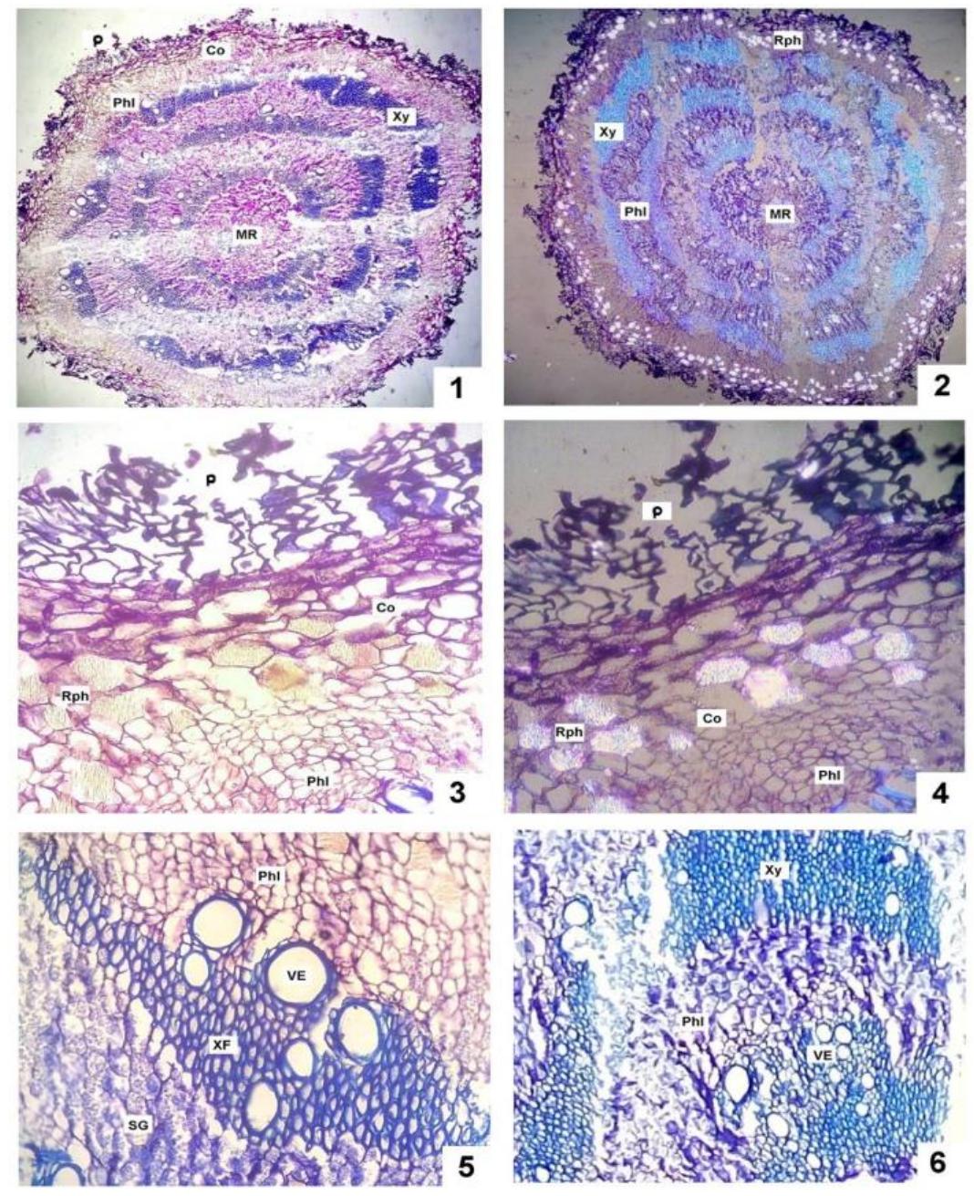 Root anatomy of boerhavia diffusa. 1) cross section of root,