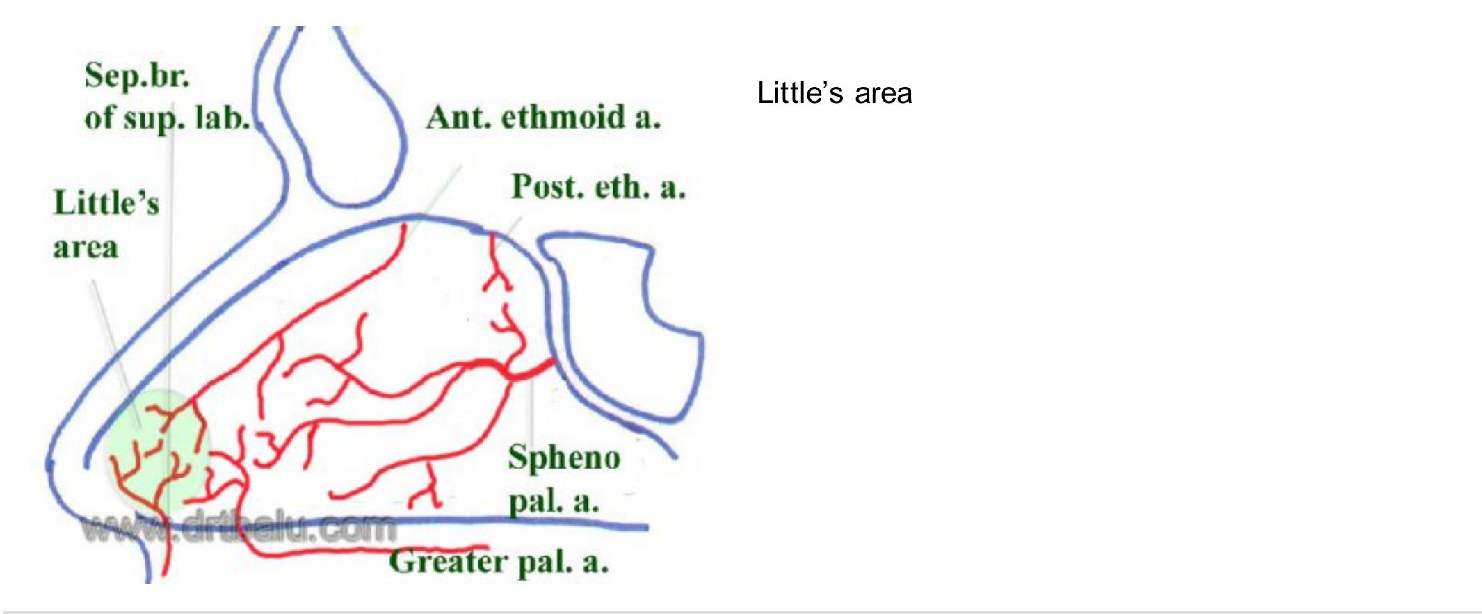 Woodruff’s plexus: is responsible for posterior bleeds. this