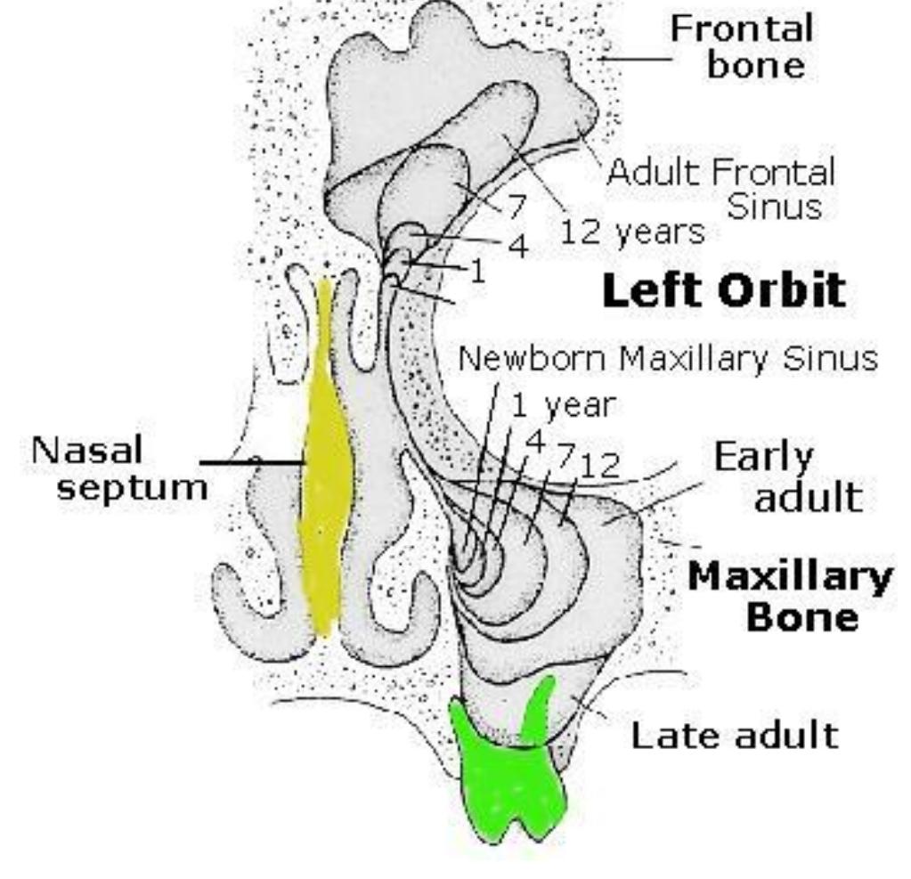 Inferior: bounded by the alveolar ridge laterally: bounded