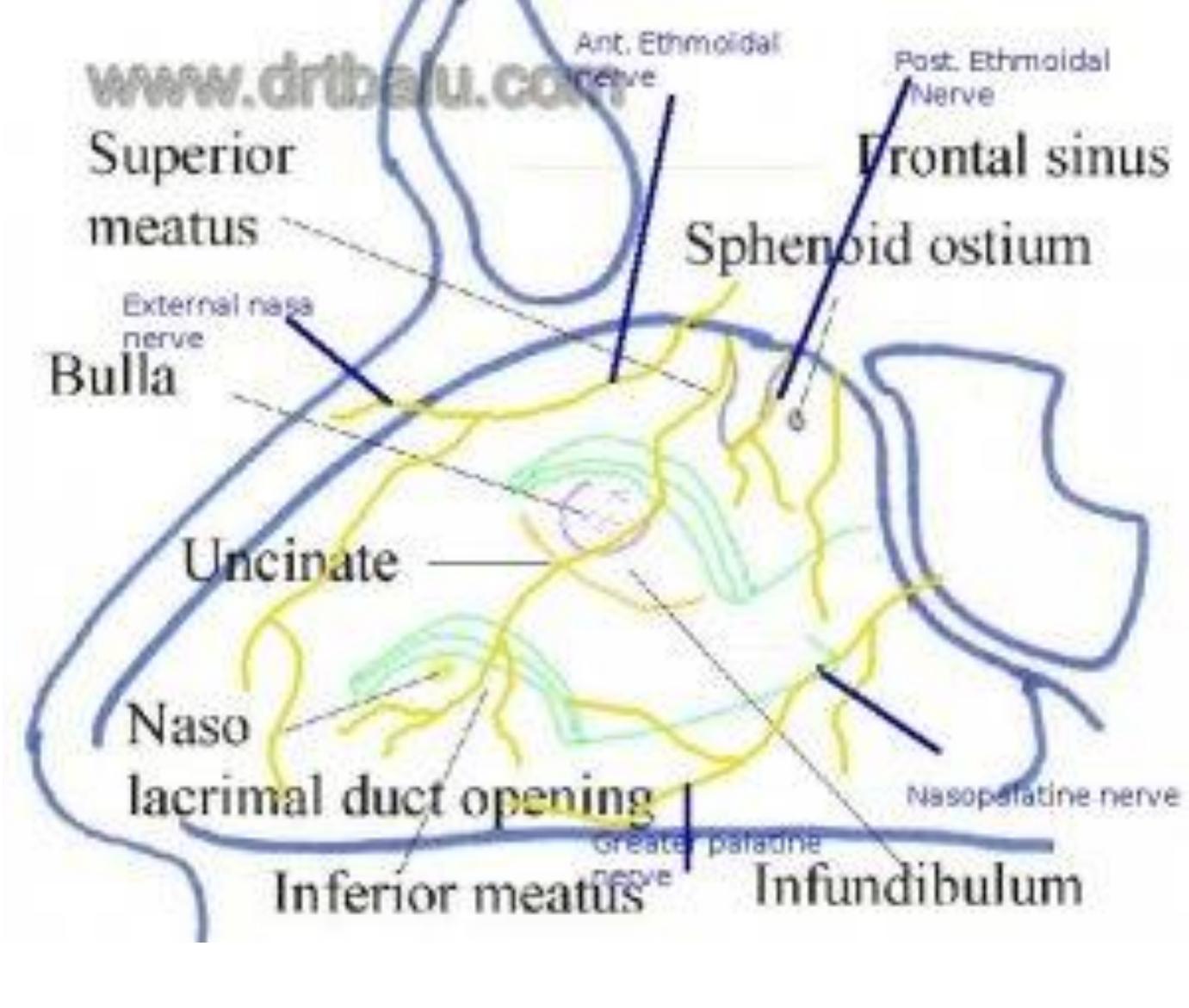 Figure 6 - Fracture Nasal bone and its management