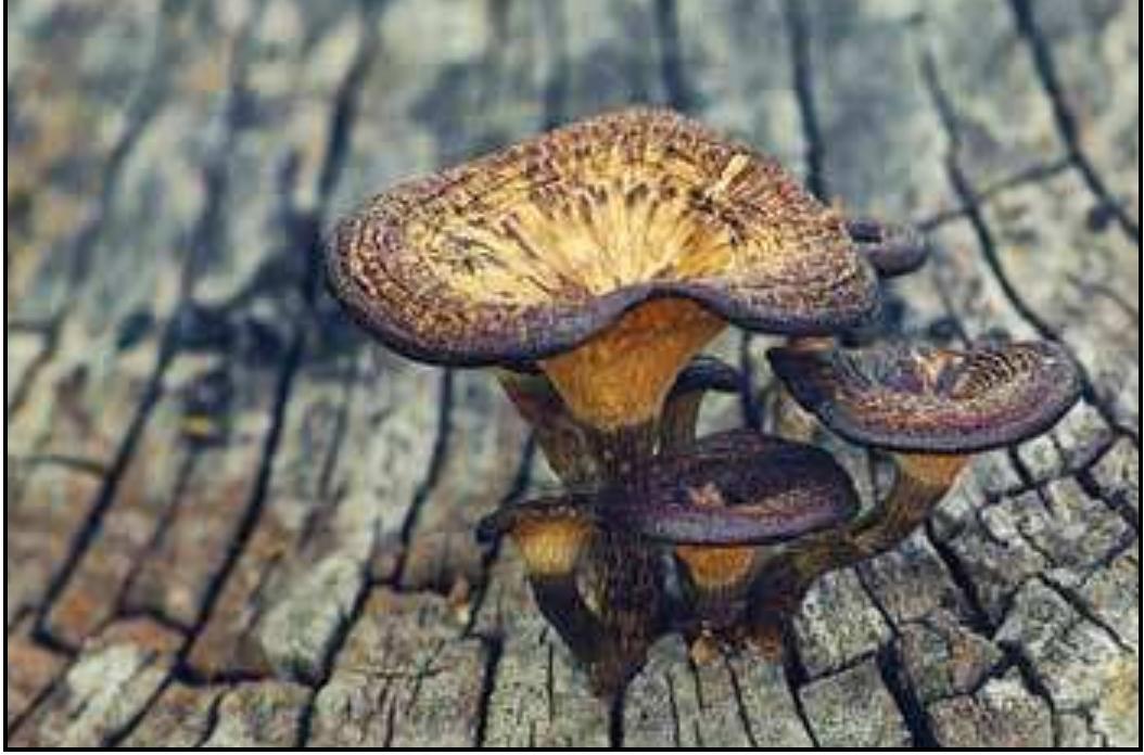 Mushroom biome. photograph courtesy of sherri damlo.