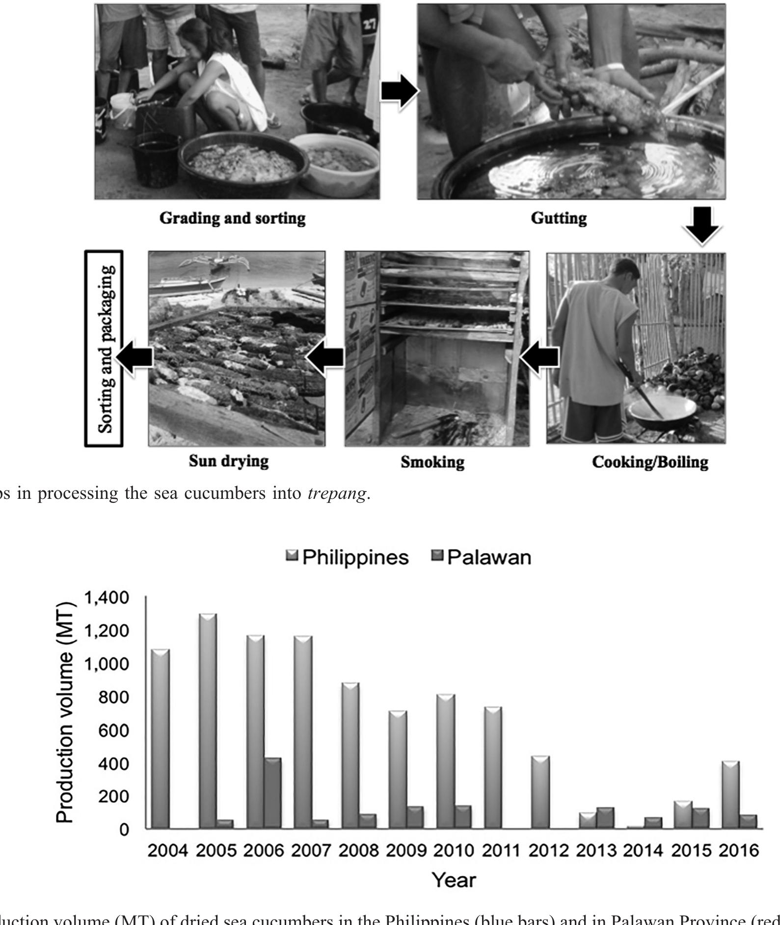 Shows the province’s sea cucumber production compared with