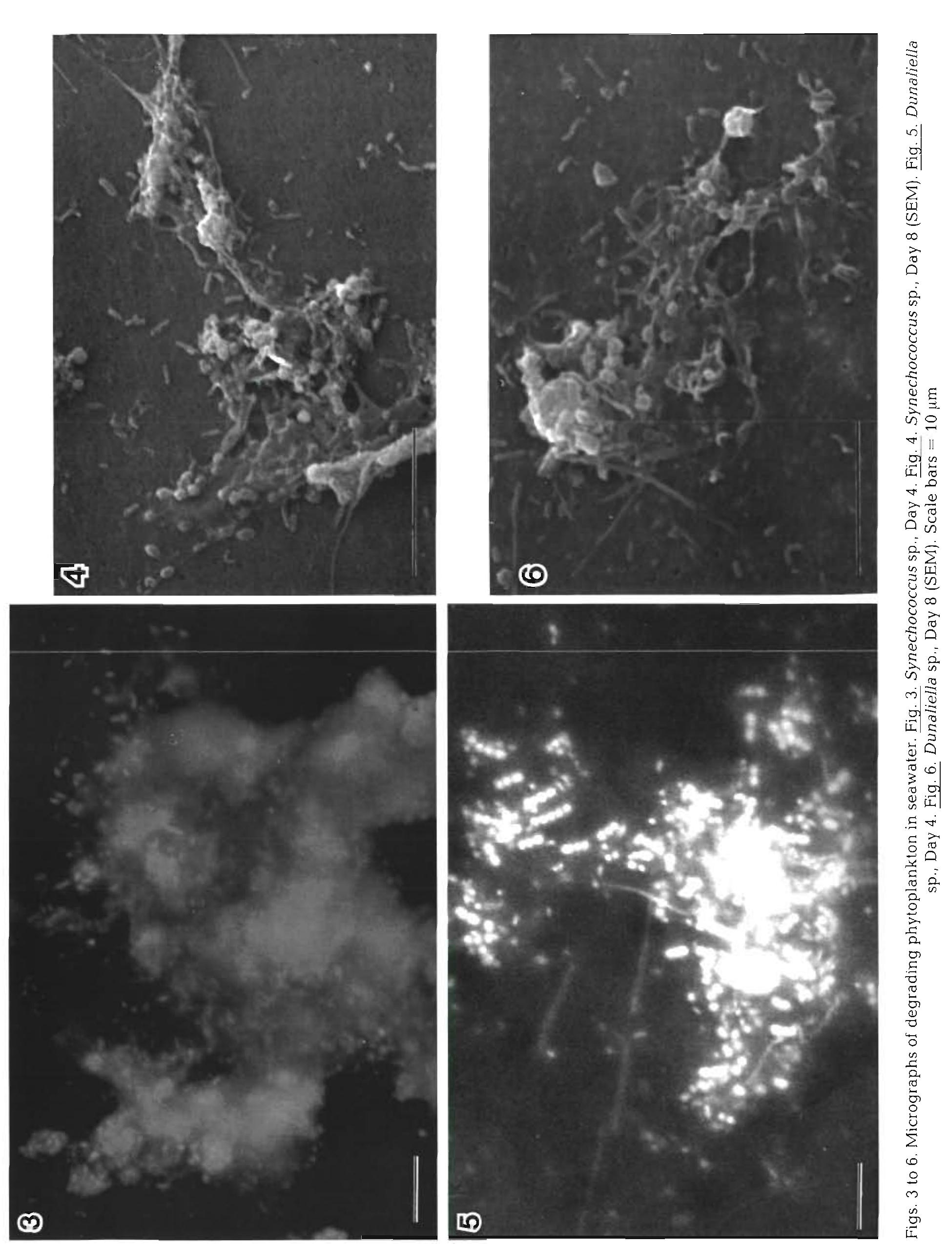 Figure 3 - Microbial aggregation and degradation of