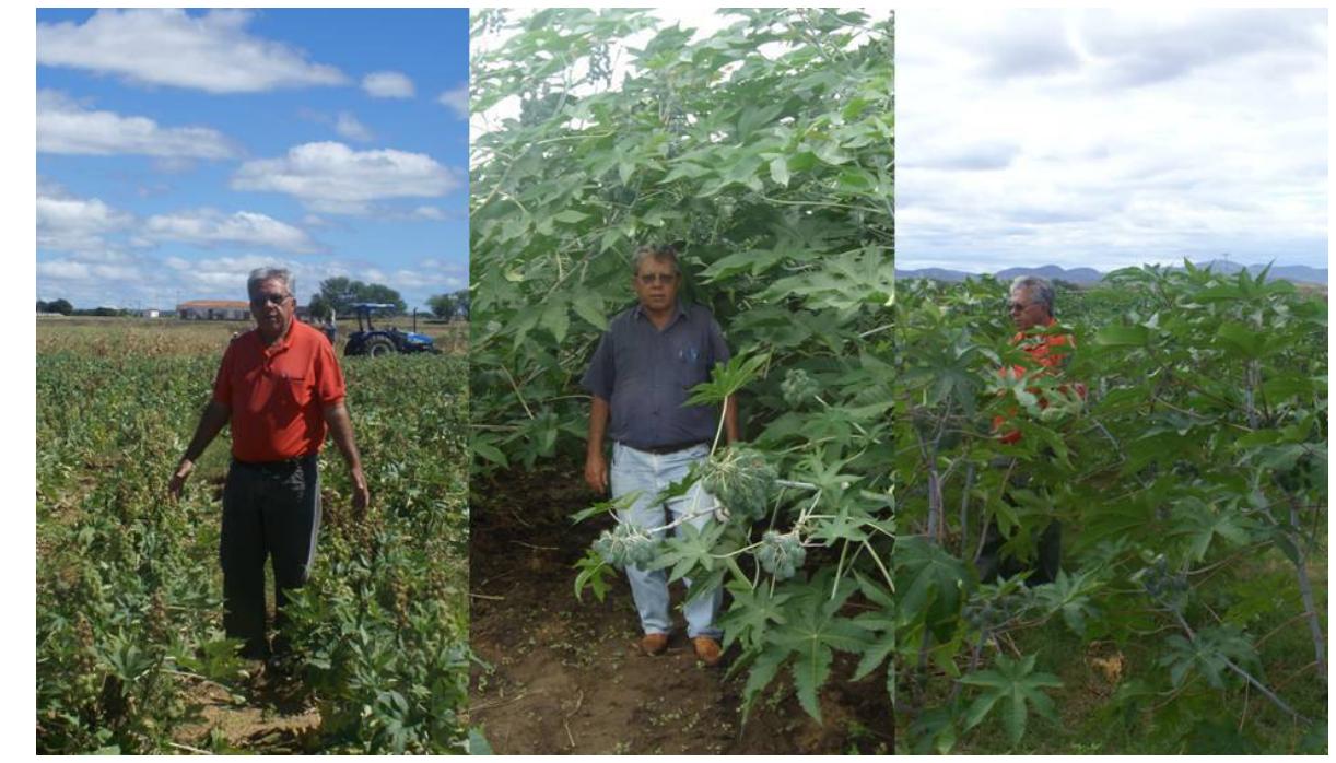 Examples of castor bean plants with different height.