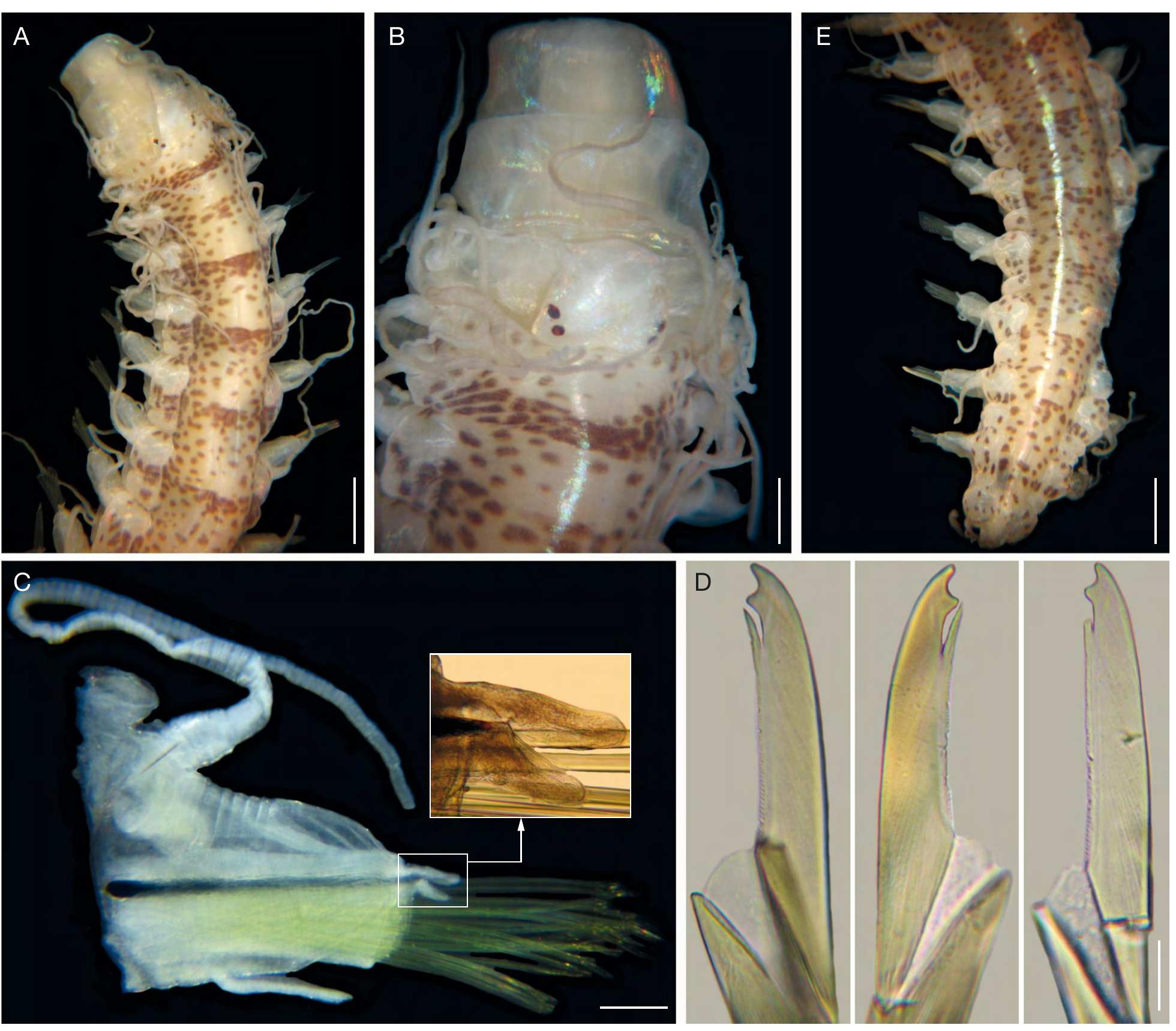 Fia. 15. — hesione genetta grube, 1867, specimen uf 81: a,