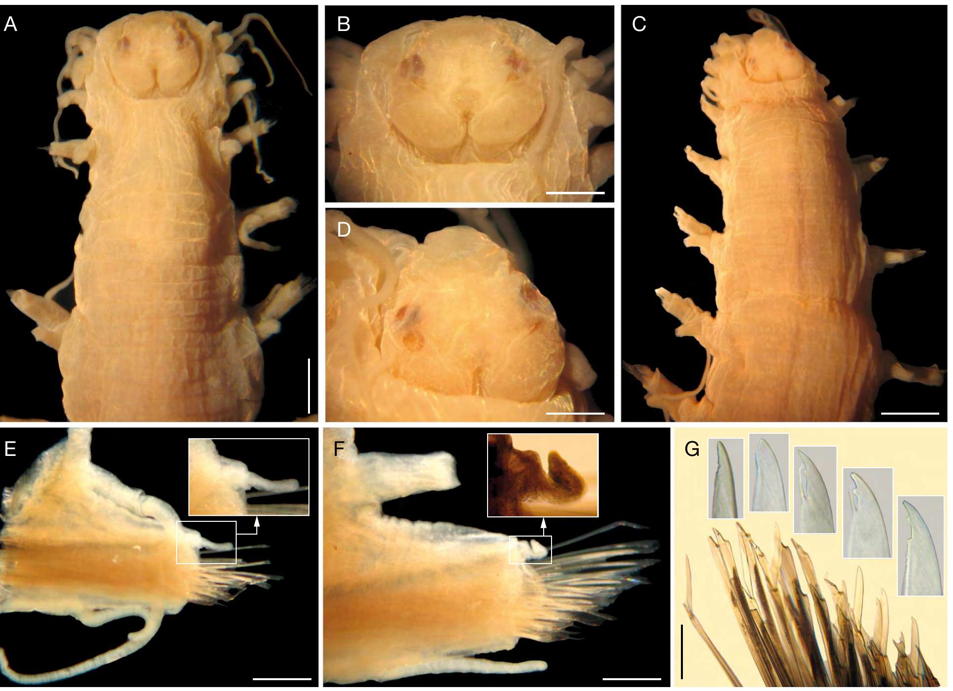 hesione splendida savigny in lamarck, 1818, syntypes of h.
