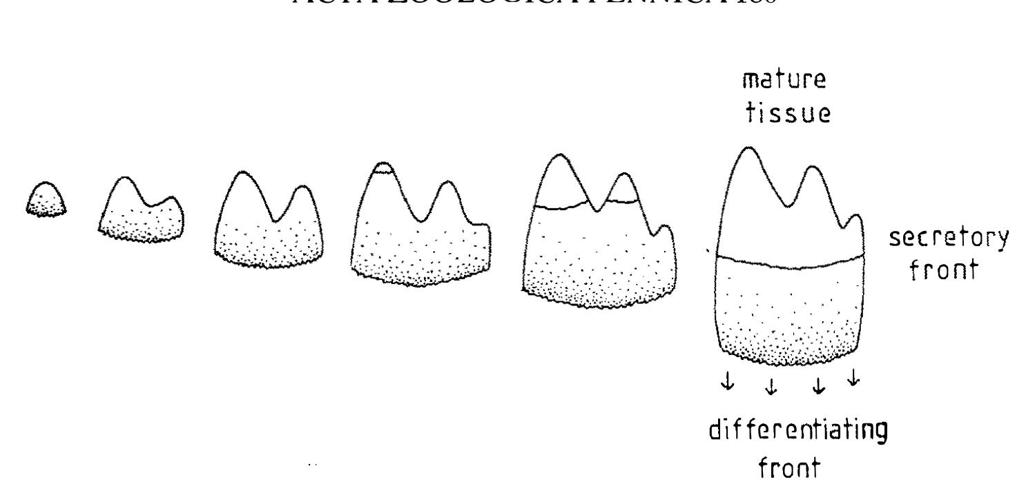 Schematic representation of sequential stages in the