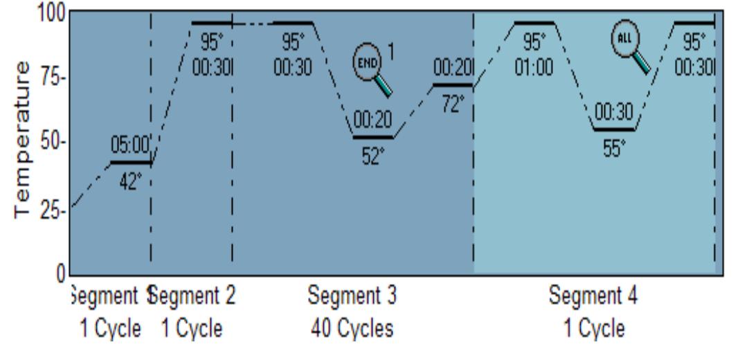 Thermal profile for rt-pcr used for gene expression the