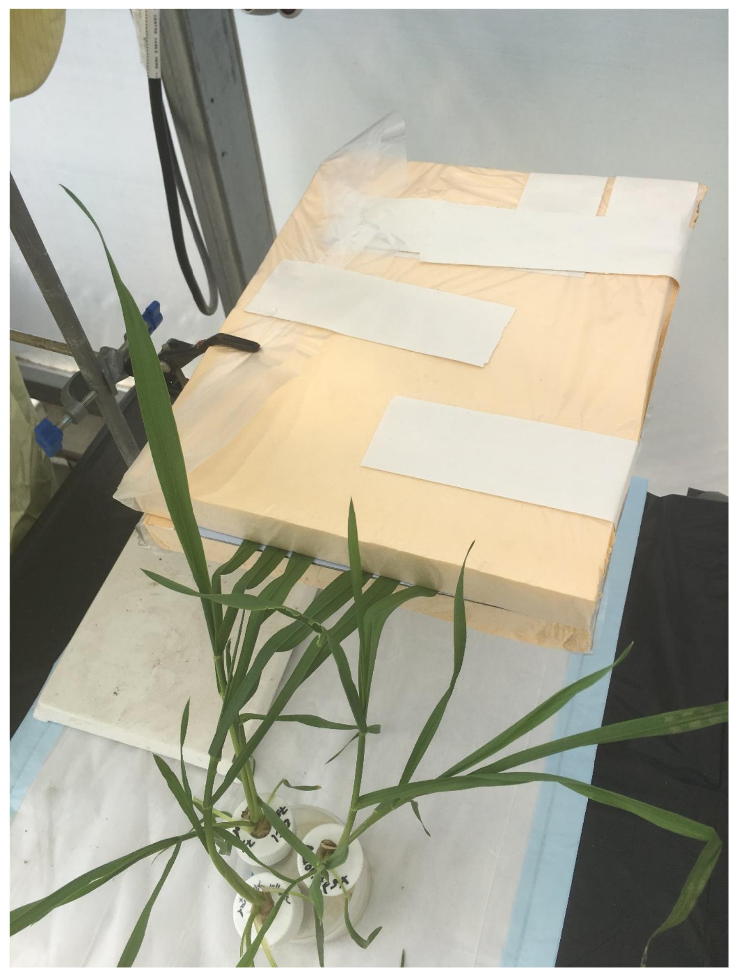 S1: autoradiography was performed on the treated leaf and a
