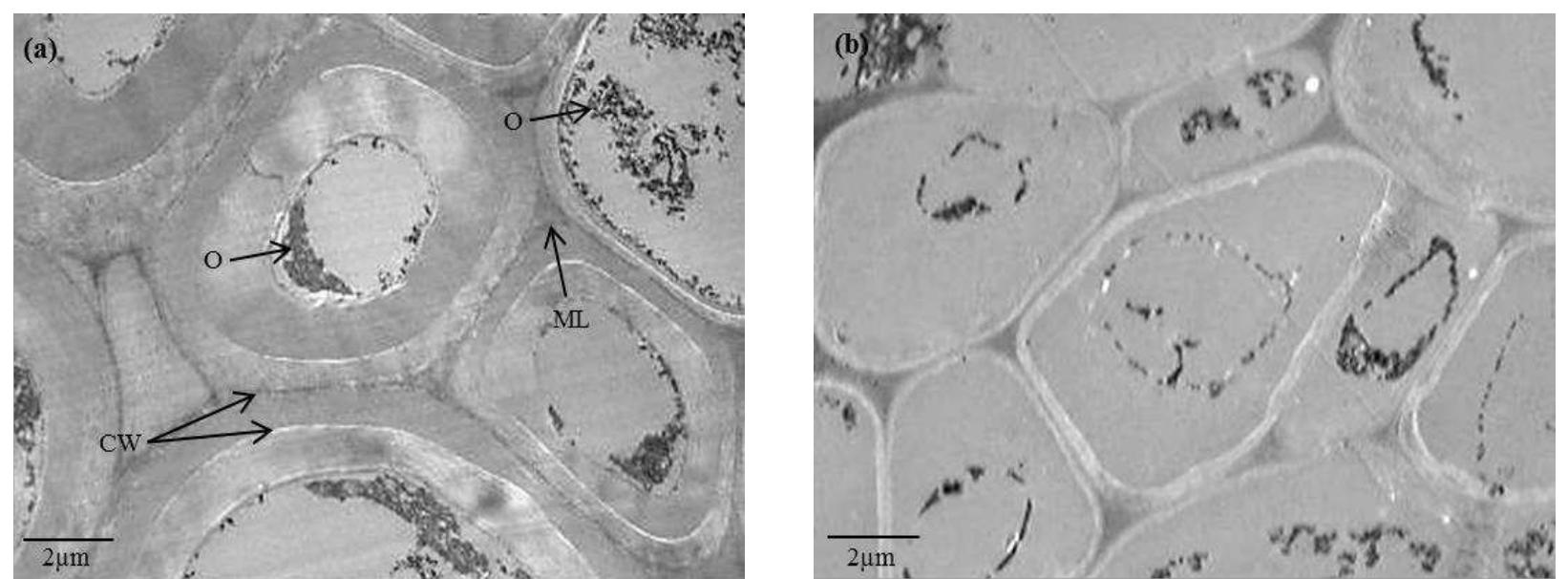 ‘igure 1. tem images of a section through (a) fresh palm