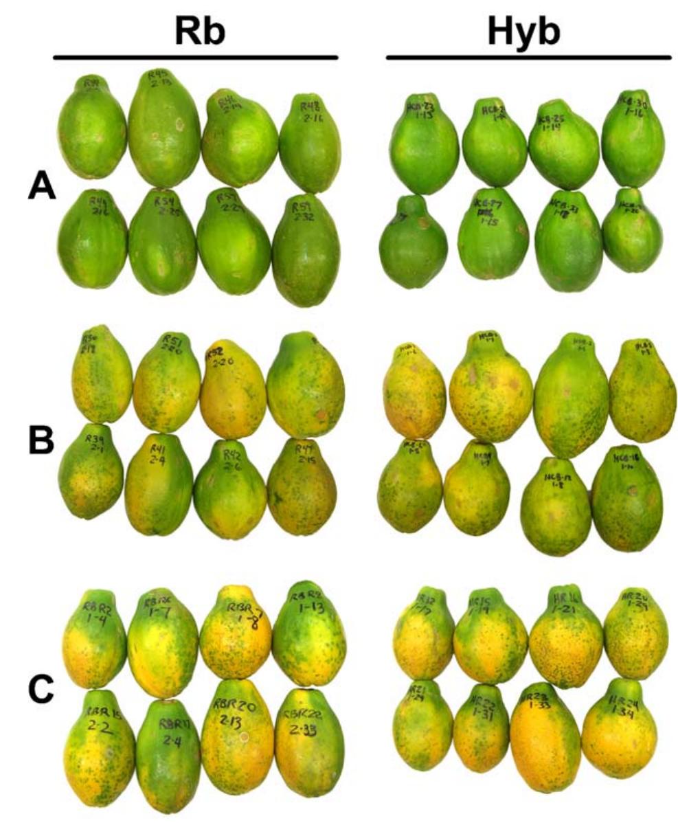 (PDF) Nutritional composition of Rainbow papaya, the first ...