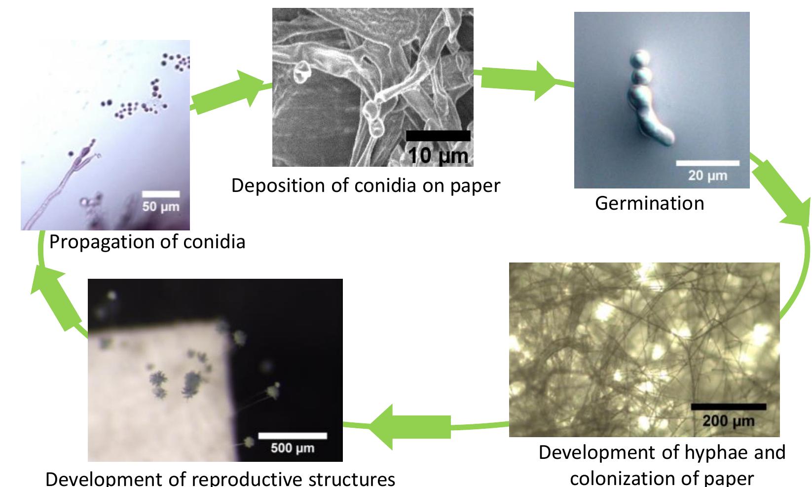 Four stages of fungal biodeterioration were identified by