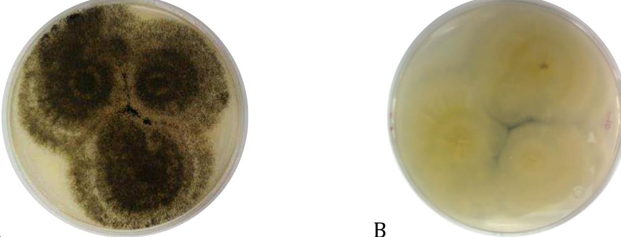Figure 16 - from Fungal biodeterioration of paper: