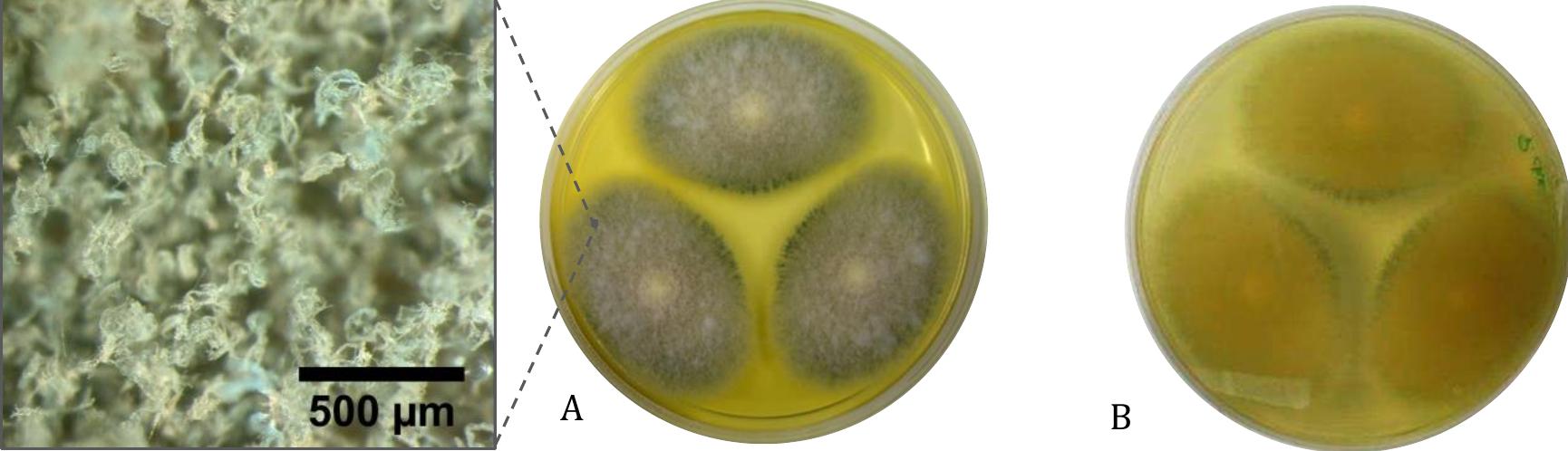 8: penicillium chrysogenum colonies on pda, 14 days, 22°c,