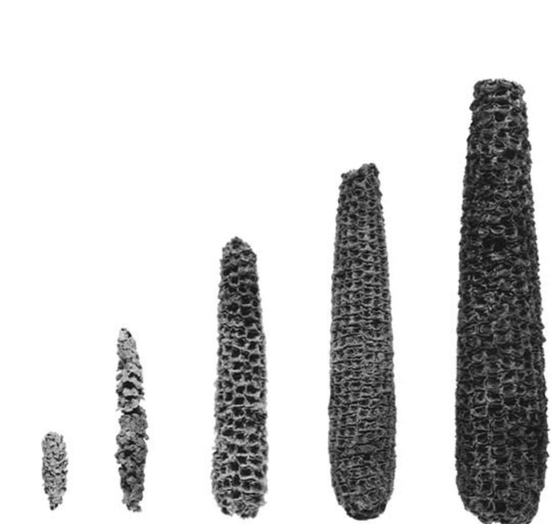 Figure 50 - from Staller, John E. 2010. Maize Cobs and