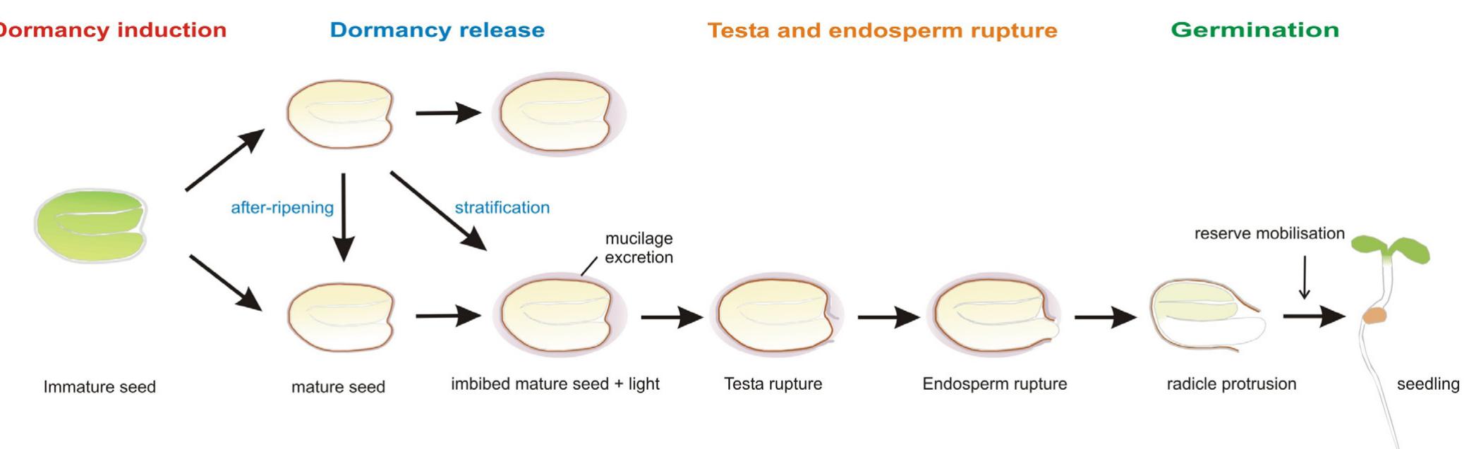 Arabidopsis seed germination. a mature arabidopsis seed can