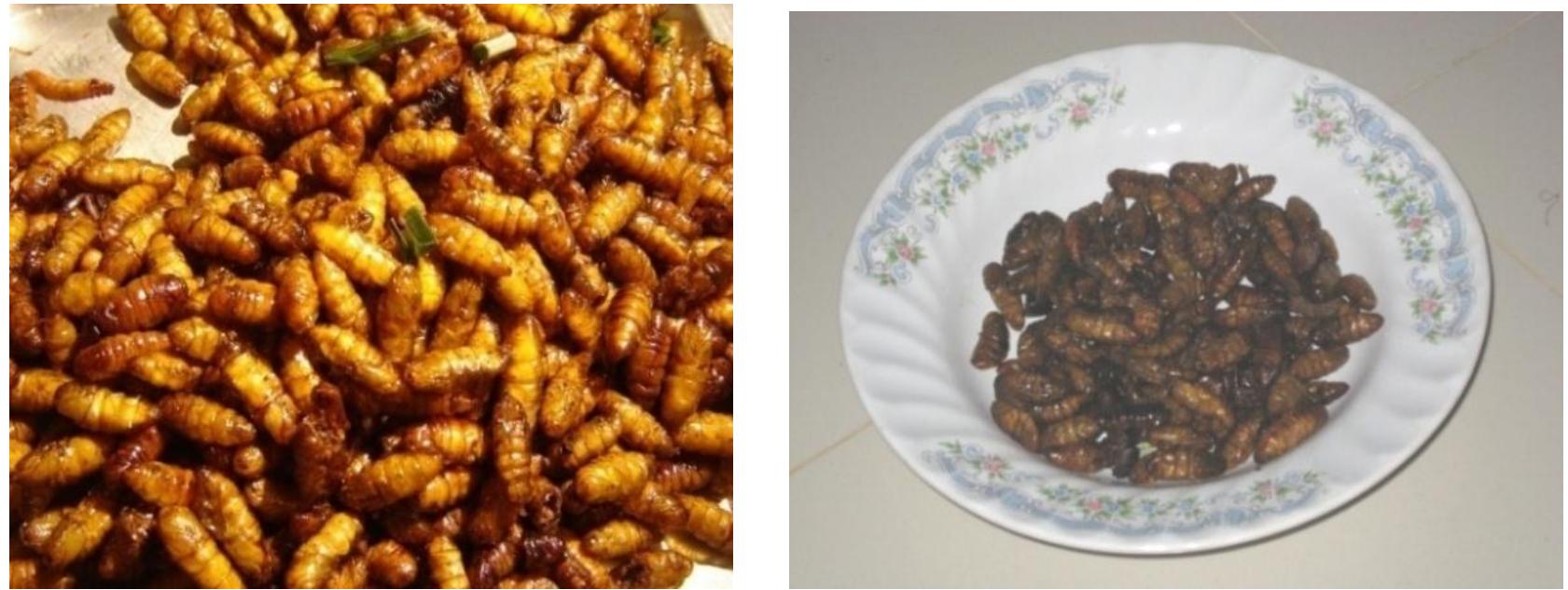 Foods based on silk worm pupae in many parts of the world,
