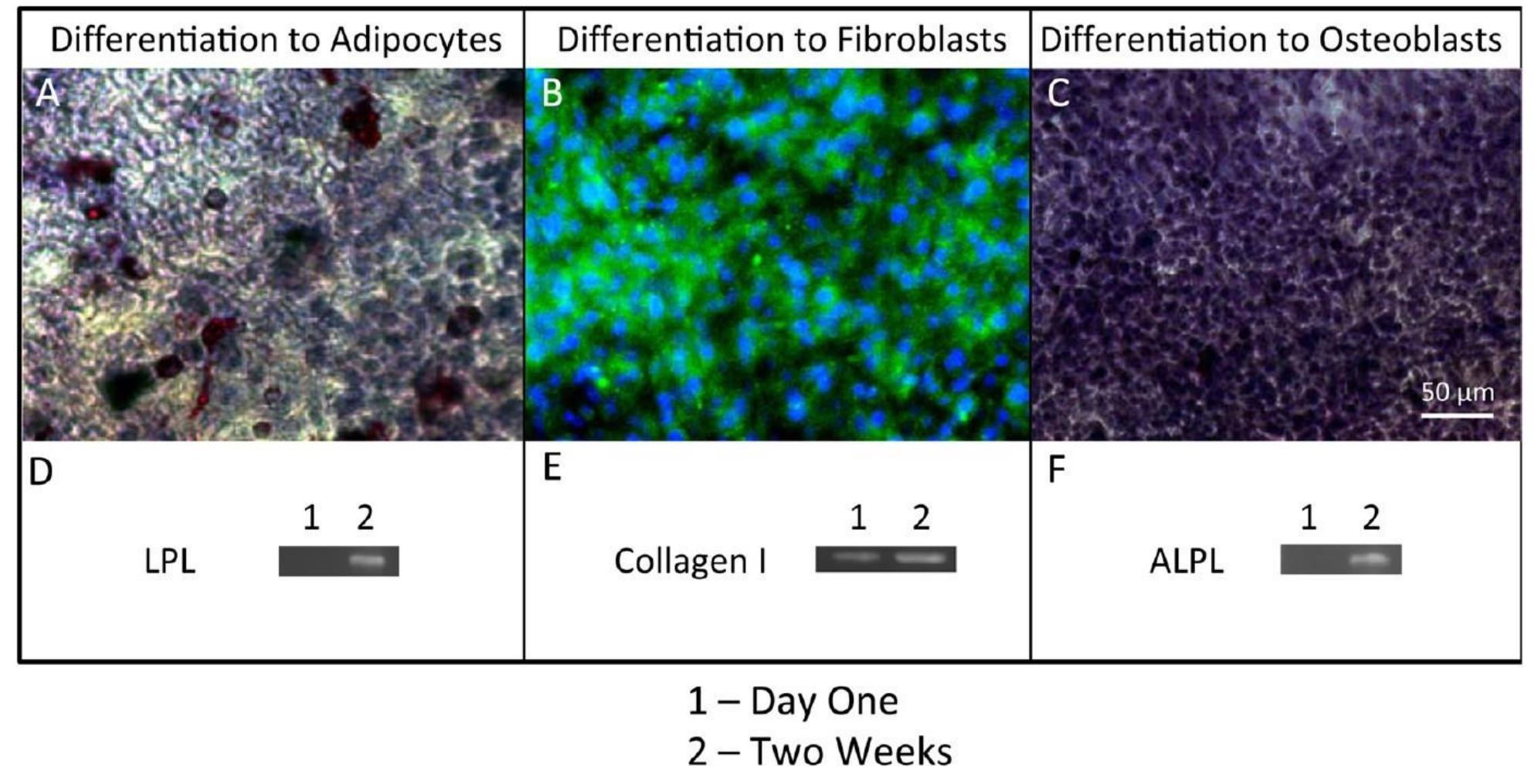 8. construction of a 3d tissue coculture system via