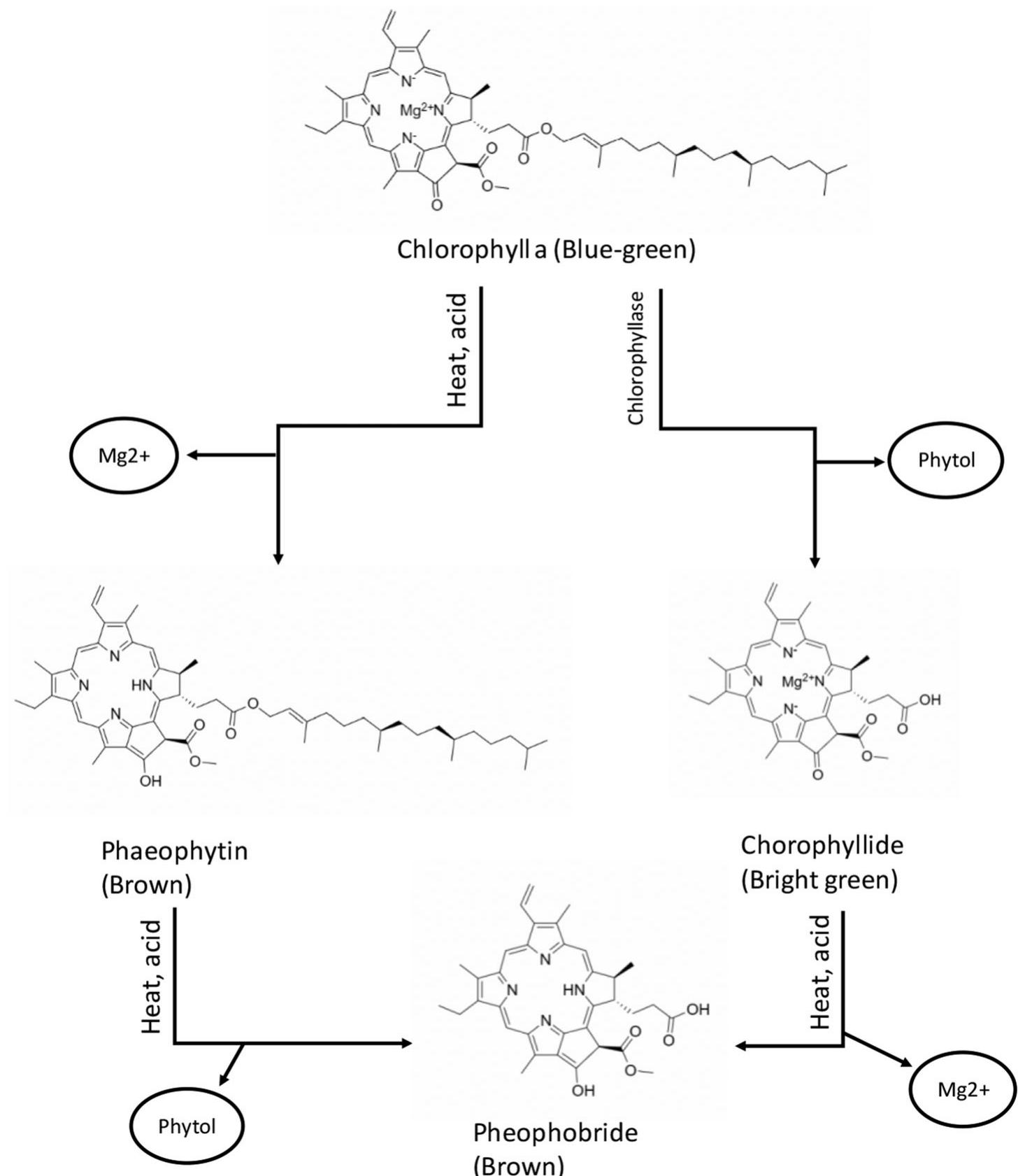Chlorophyll degradation pathways during the drying process