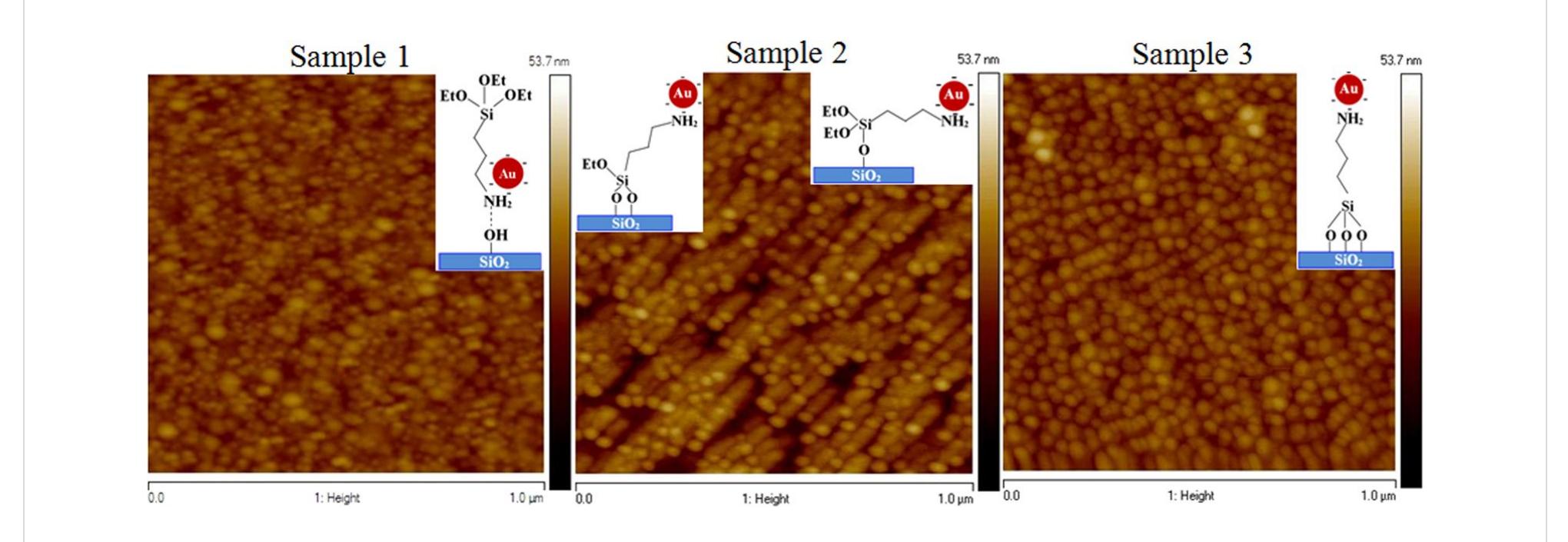Different surface morphologies of aunps attachment on