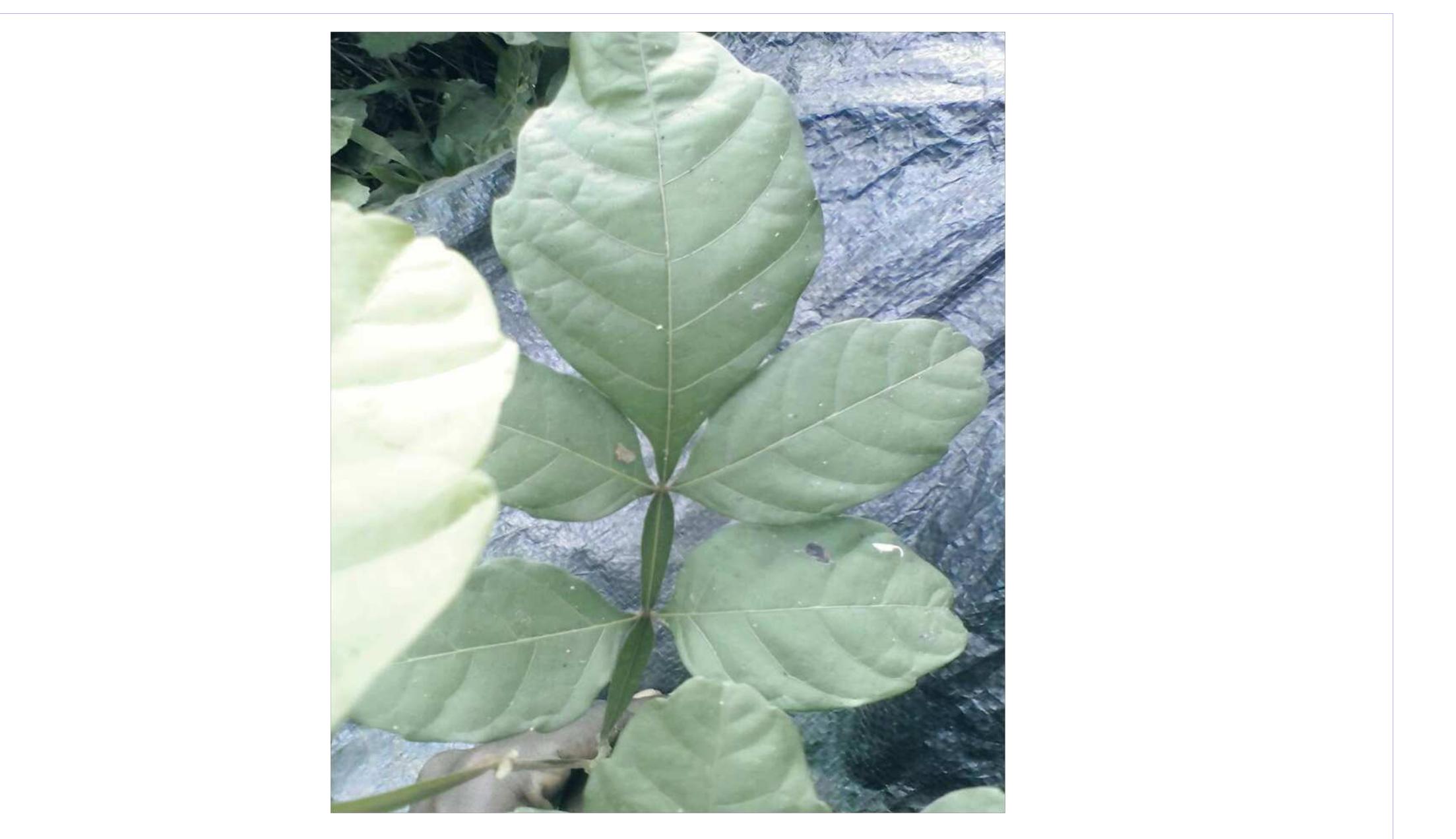(PDF) The Medicinal Properties of Paullinia pinnata Linn. Leaves