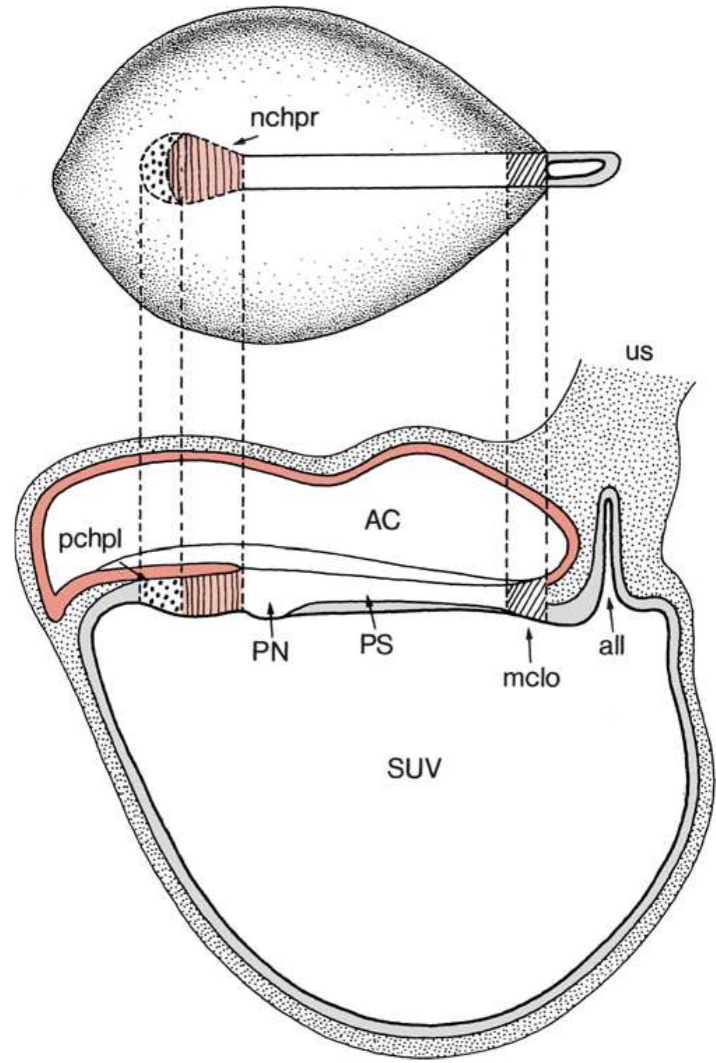 5 dorsal (top) and medial (bottom) views of a stage 7