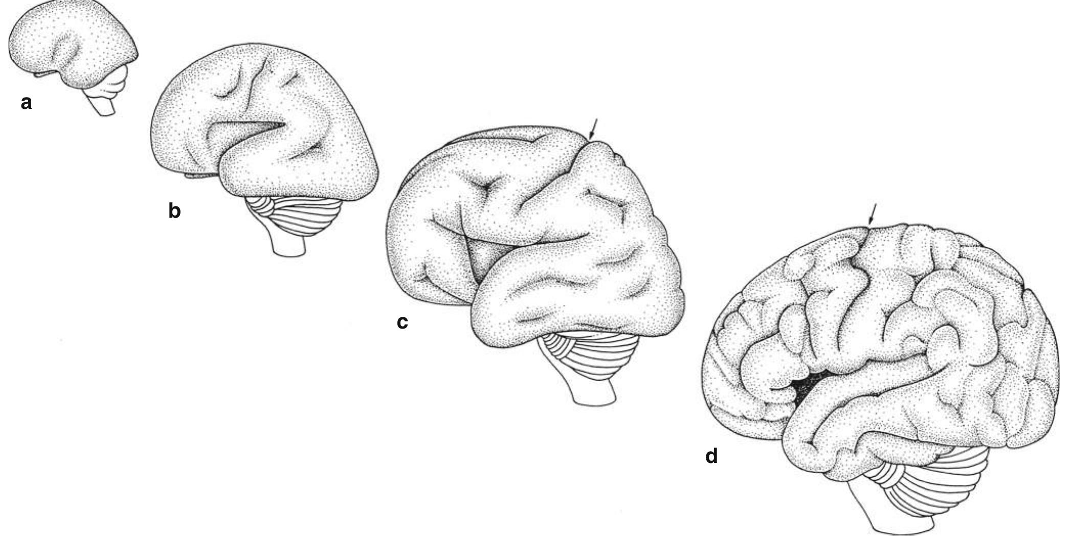 20 lateral views of the developing human brain in the fourth