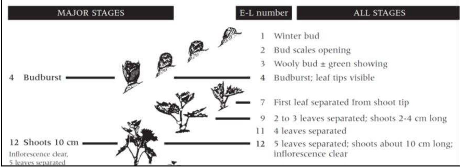 Grapevine growth stages 1-12 from the modified e-l system;