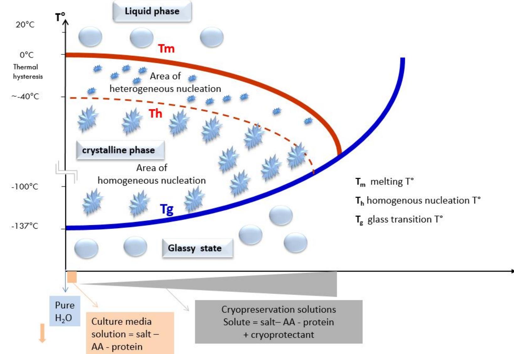 Phase diagram of different solutions during cooling/warming.