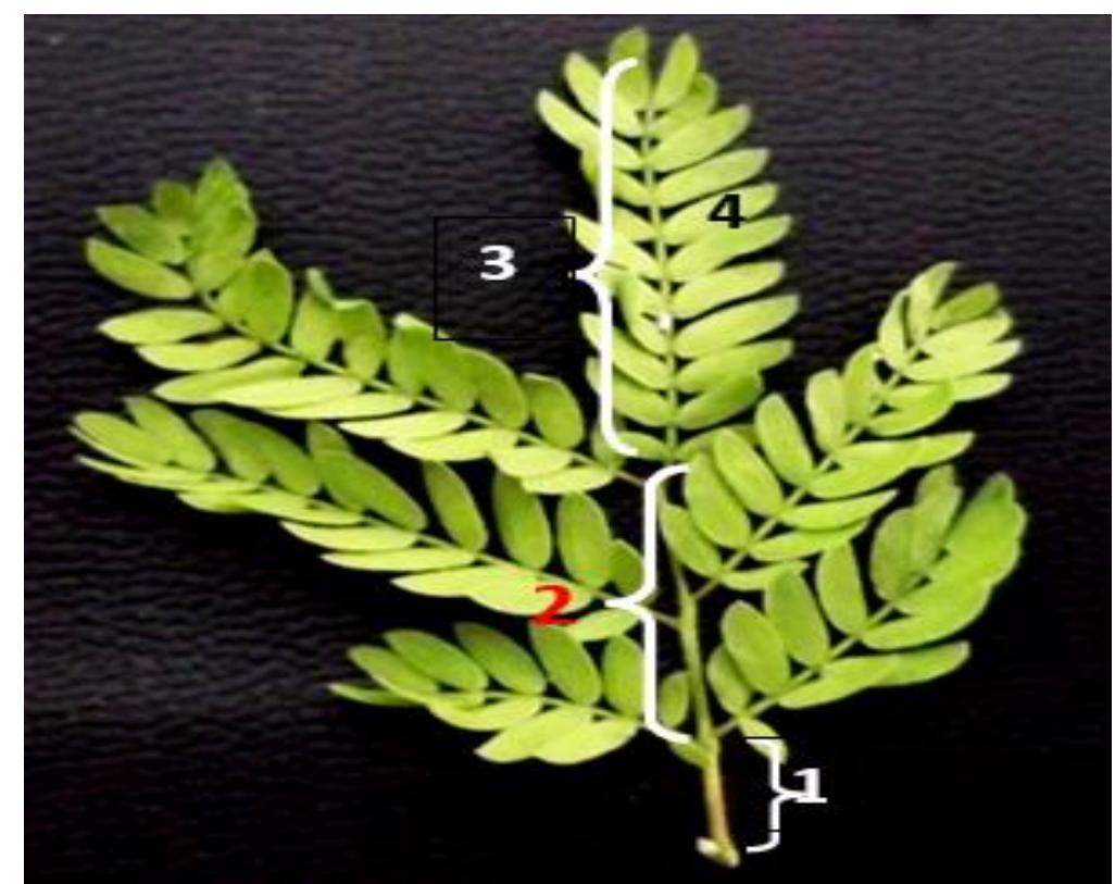 Leaf shape 1- petiole, 2- rachis, 3- paripannate, 4- leaflet