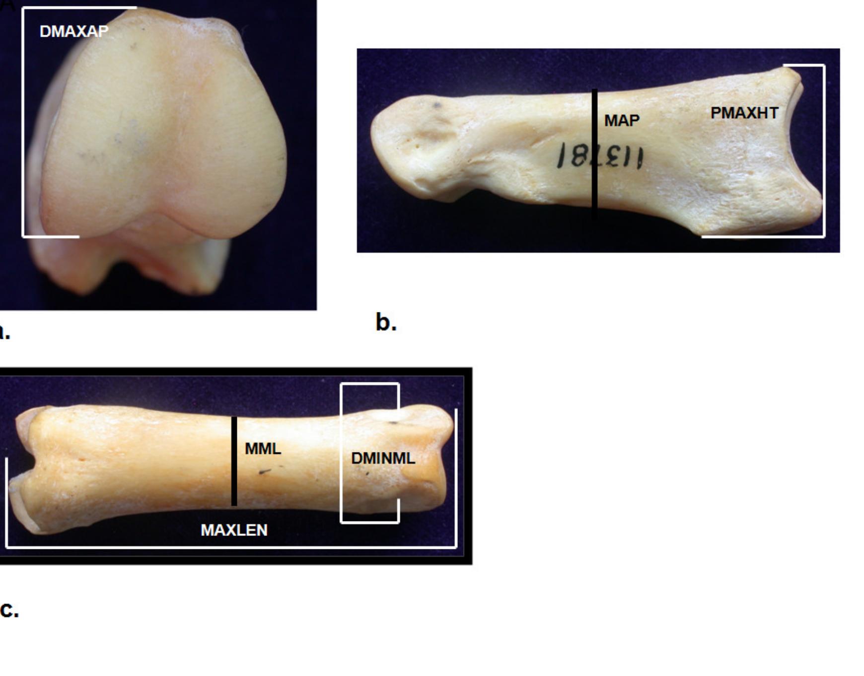 4a-c. proximal phalanx measurements: a) distal view b) side