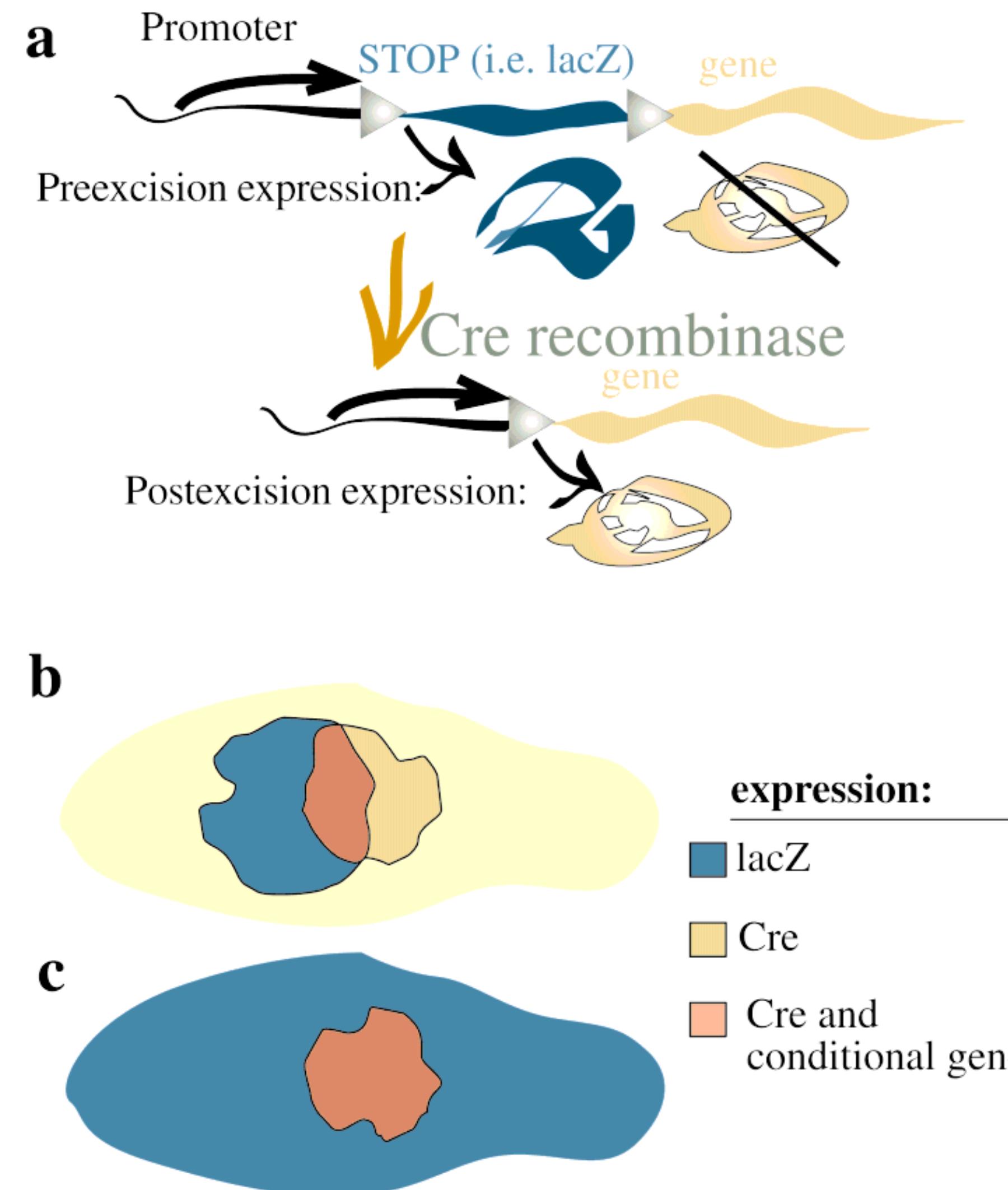 Cre recombinase conditional transgenesis. (a) a simple