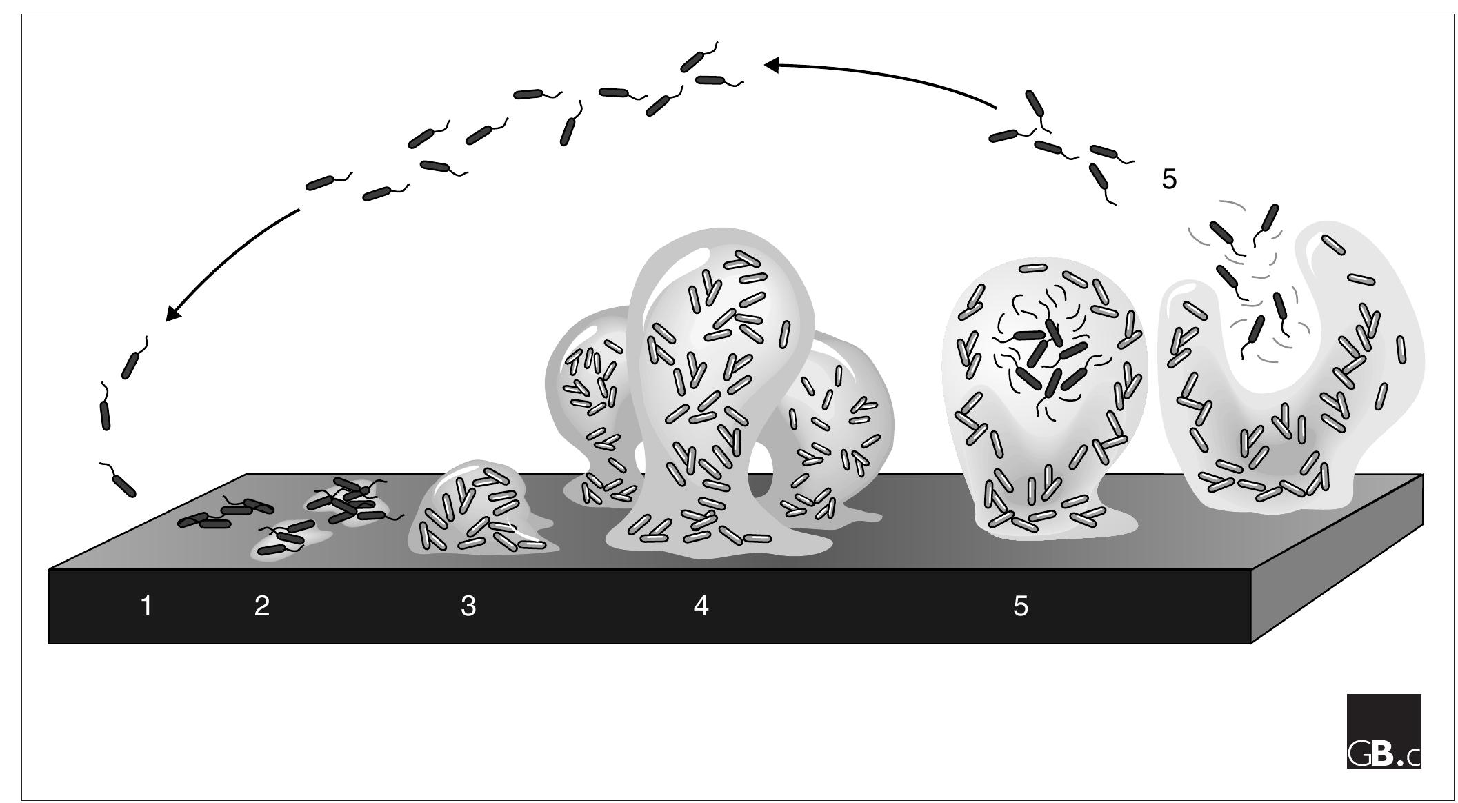 | al a model of the stages of bacterial biofilm development.