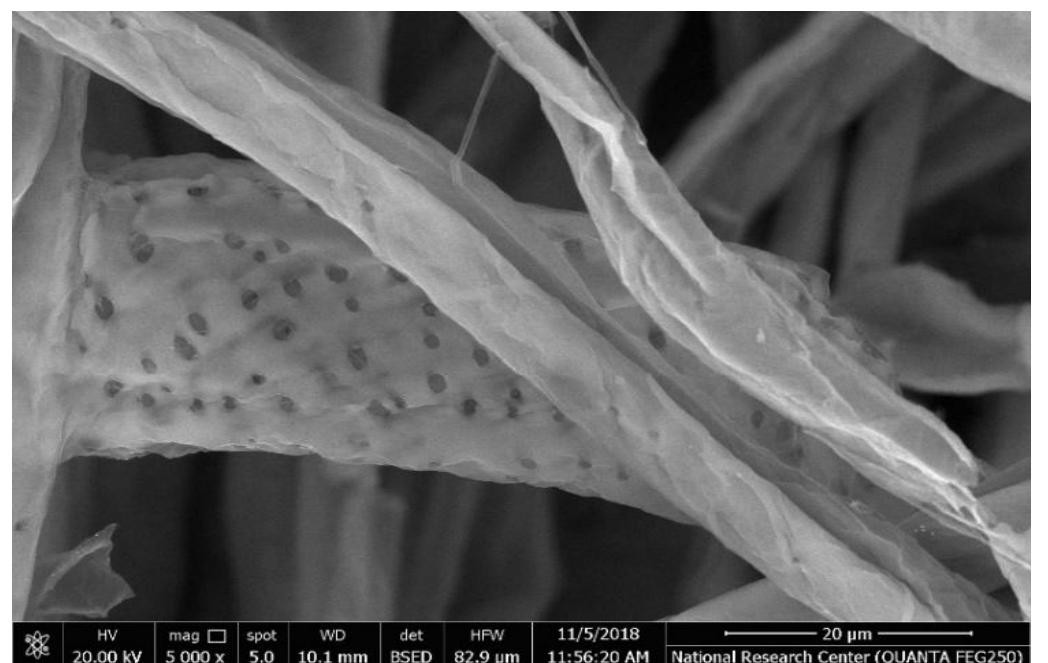 C: sem scan of banana stem fiber, magnification, 5000x