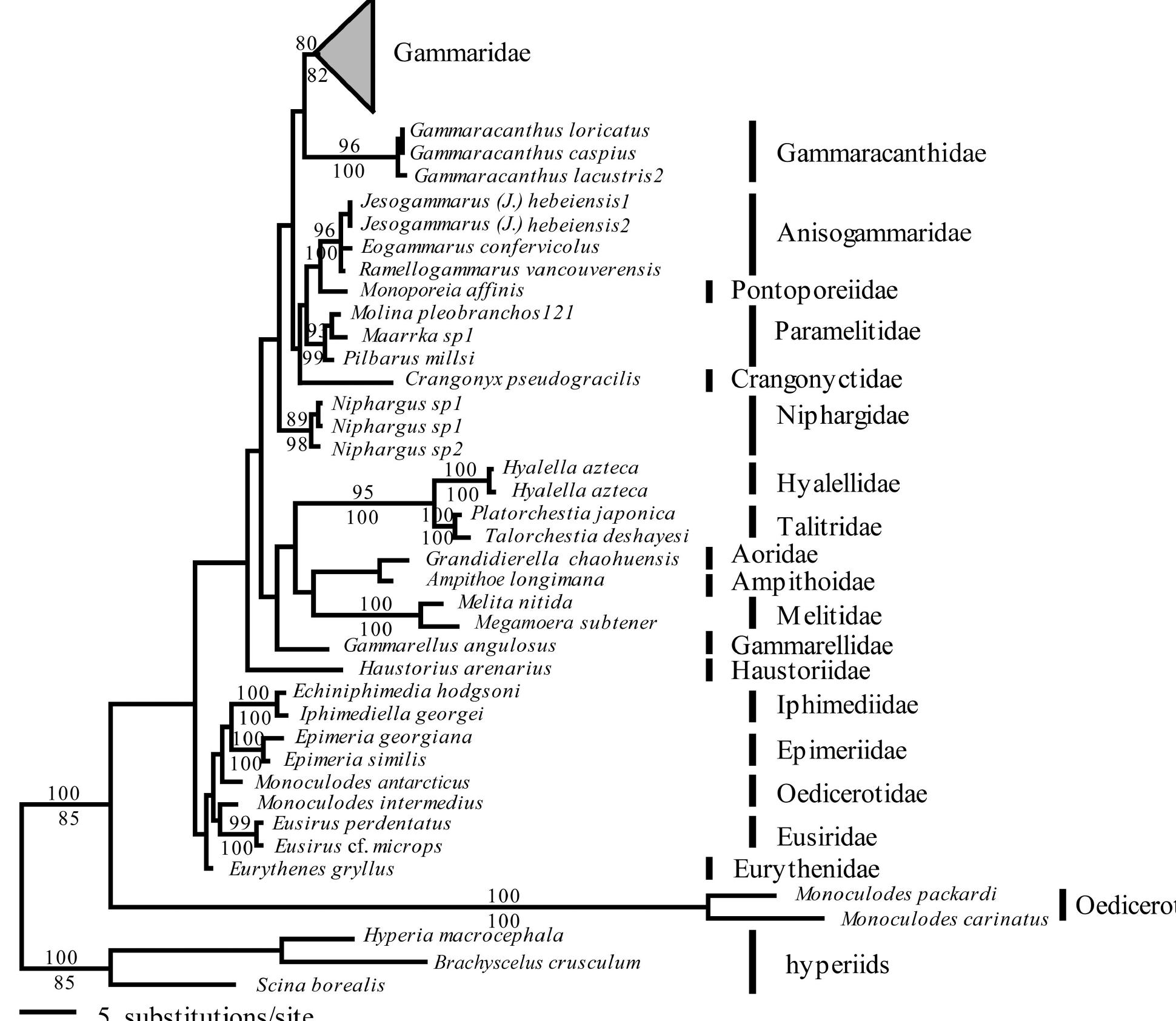 (PDF) A review of Gammaridae (Crustacea: Amphipoda): the family extent ...