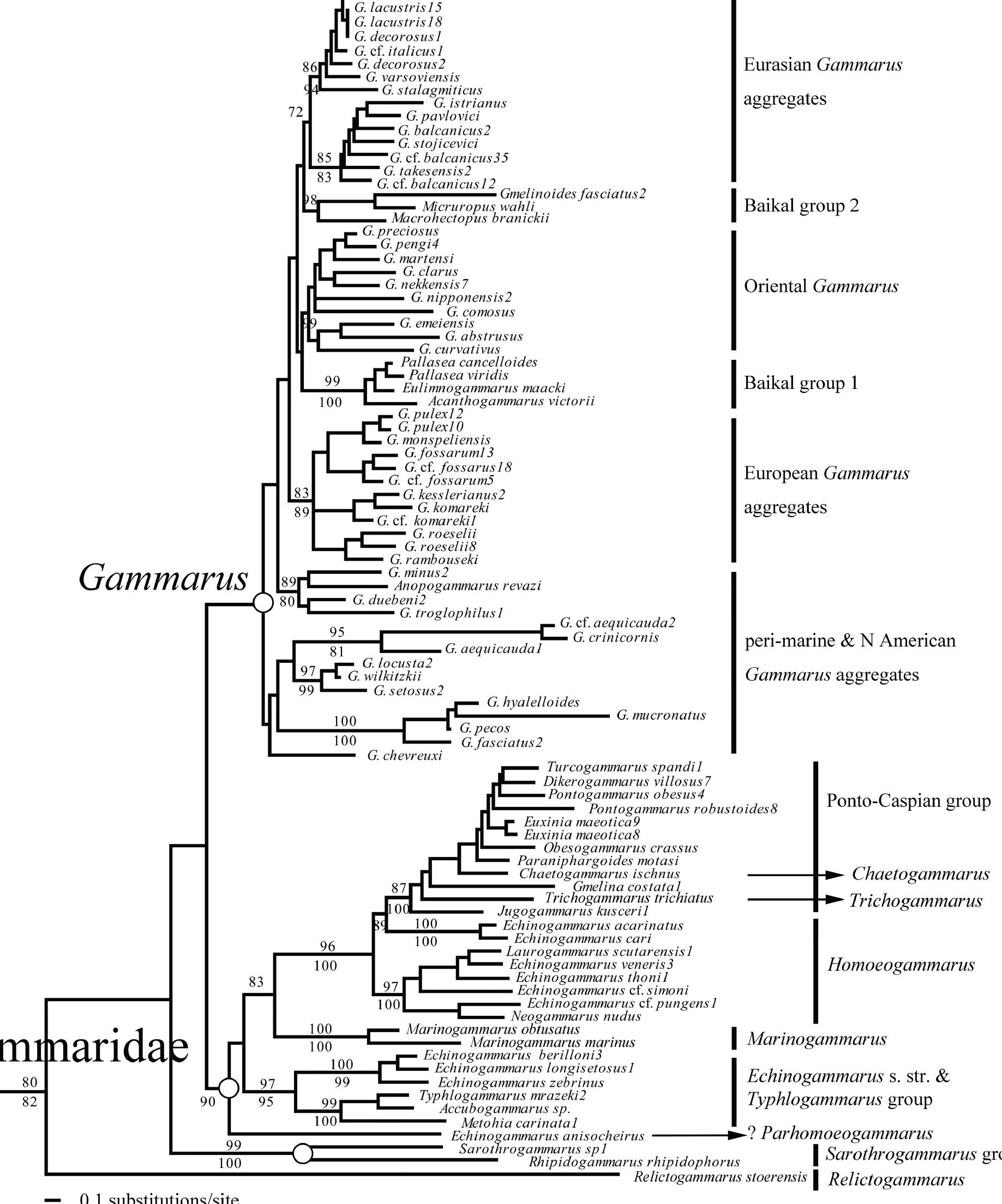(PDF) A review of Gammaridae (Crustacea: Amphipoda): the family extent ...