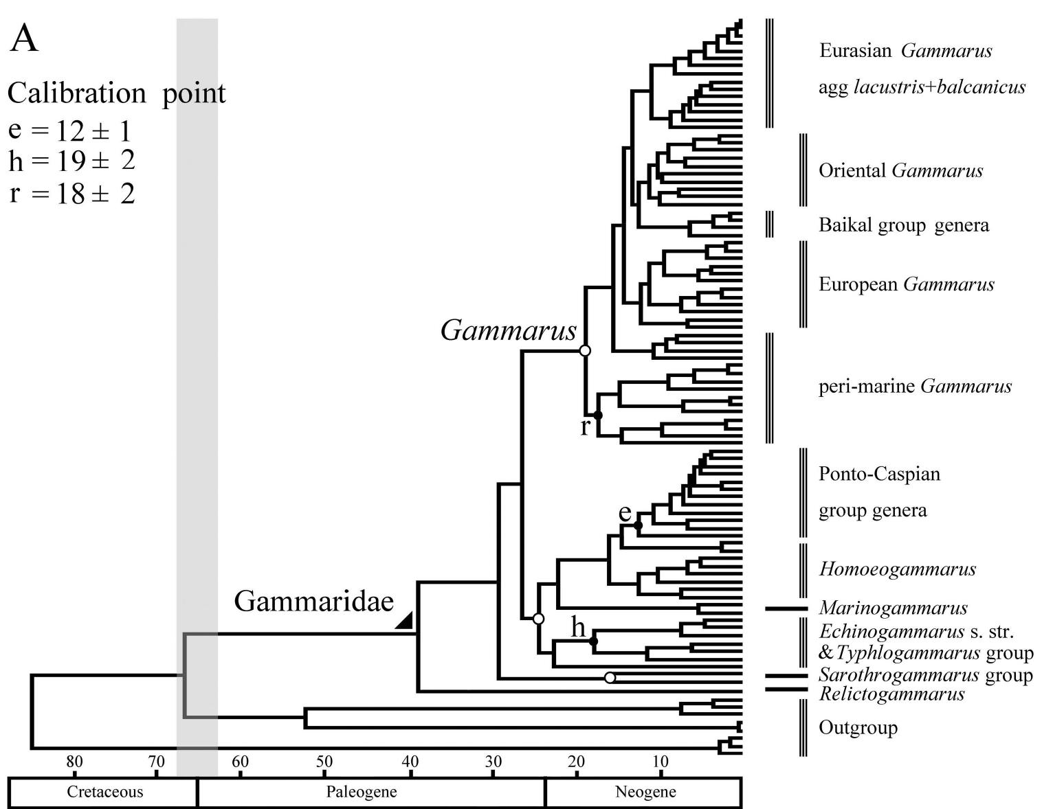 Figure 3 - from A review of Gammaridae (Crustacea: