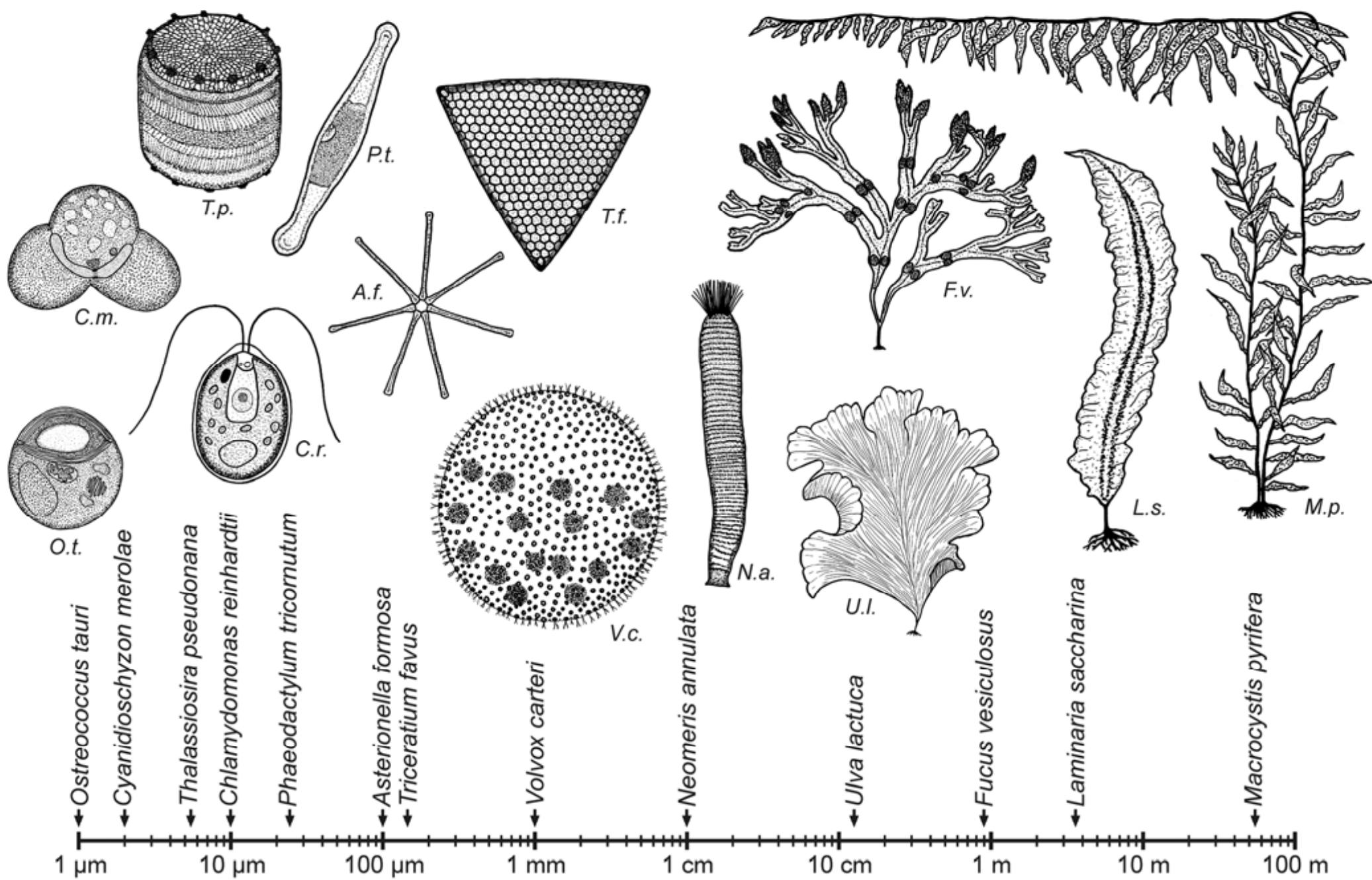 Spectrum of phenotypes and sizes of algal species. algae