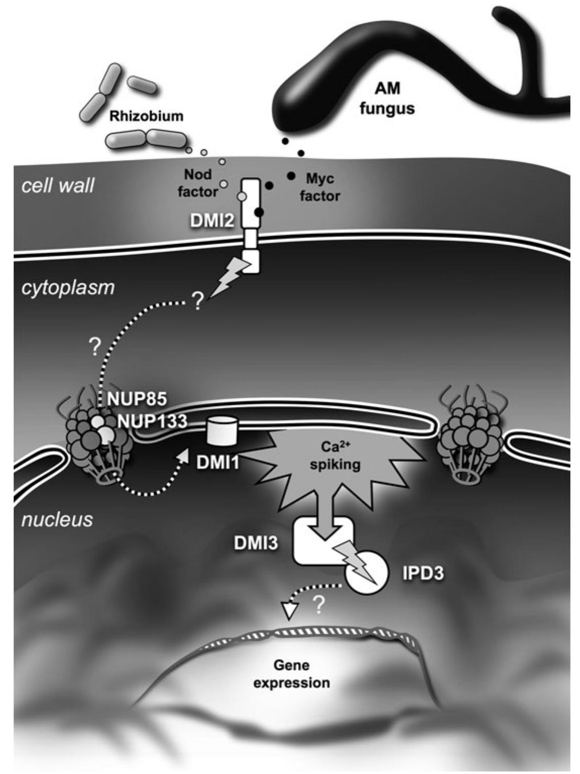 The ‘common’ sym pathway. the panel shows a schematic view