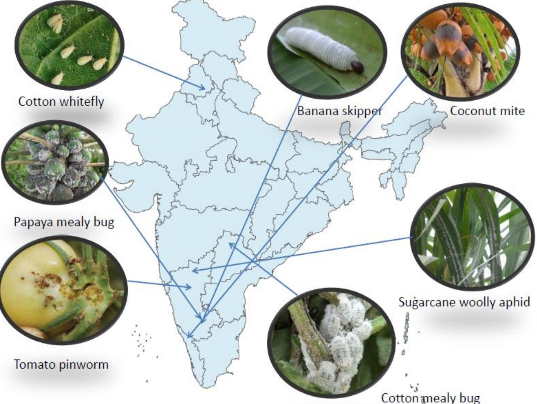 (PDF) Pest Survey, Surveillance, Forecasting, Sampling Methods and ...