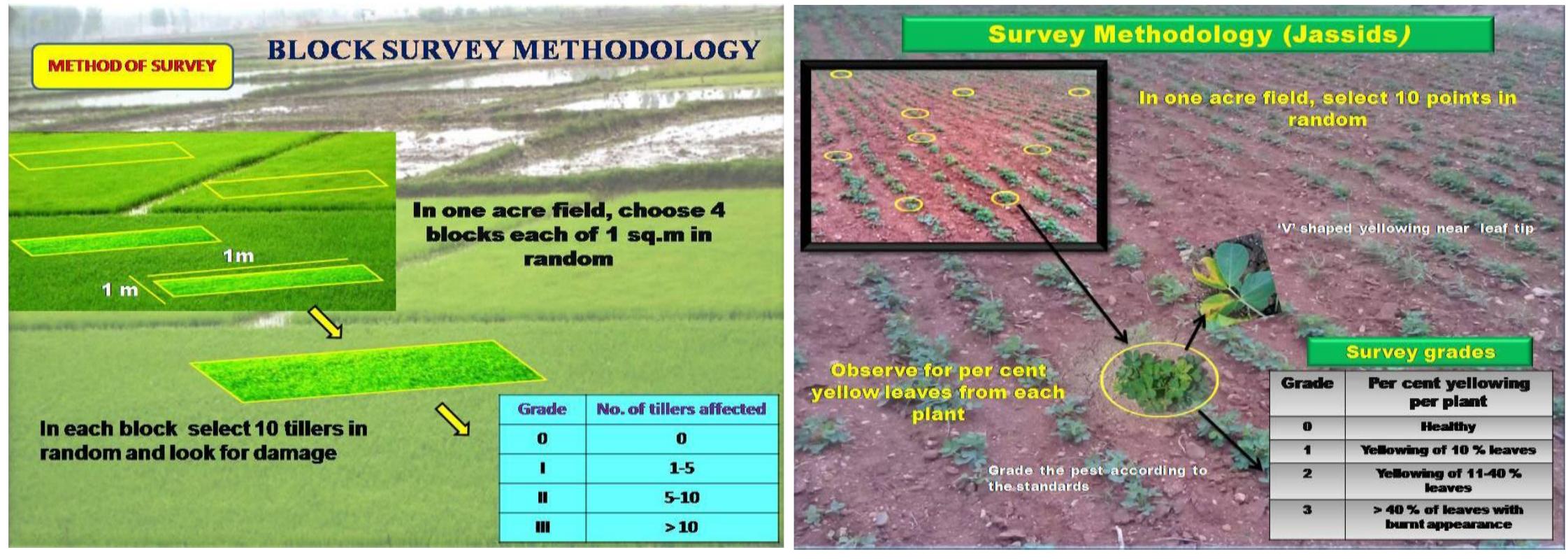 (PDF) Pest Survey, Surveillance, Forecasting, Sampling Methods and ...