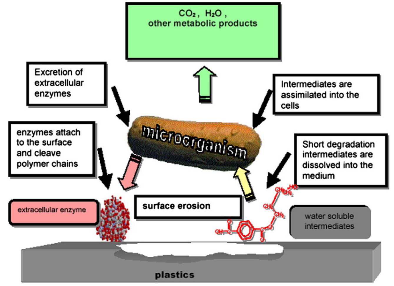 General mechanism of plastic biodegradation under aerobic