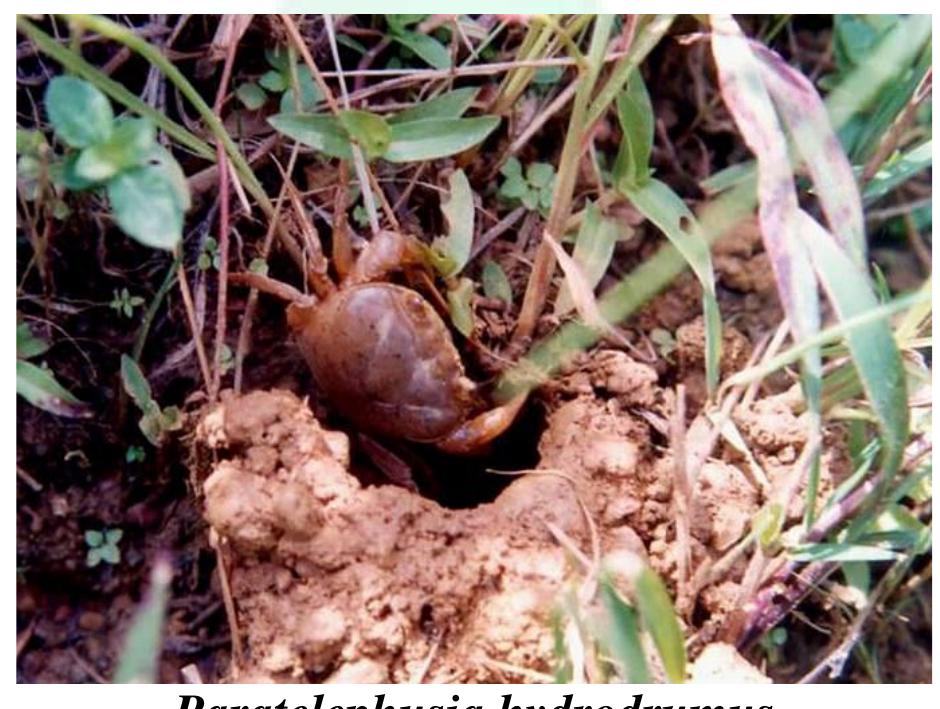 Figure 2 - Non-Insect Pests and Their Management