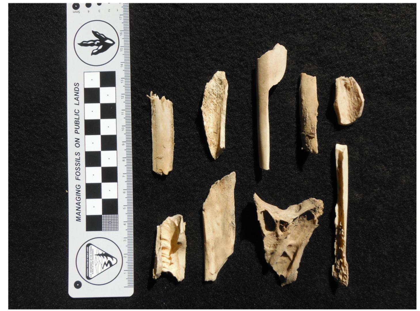Typical artiodactyl long bone fragmentation pattern at ber